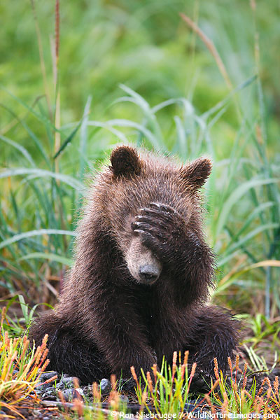 Search Results | Explore.org