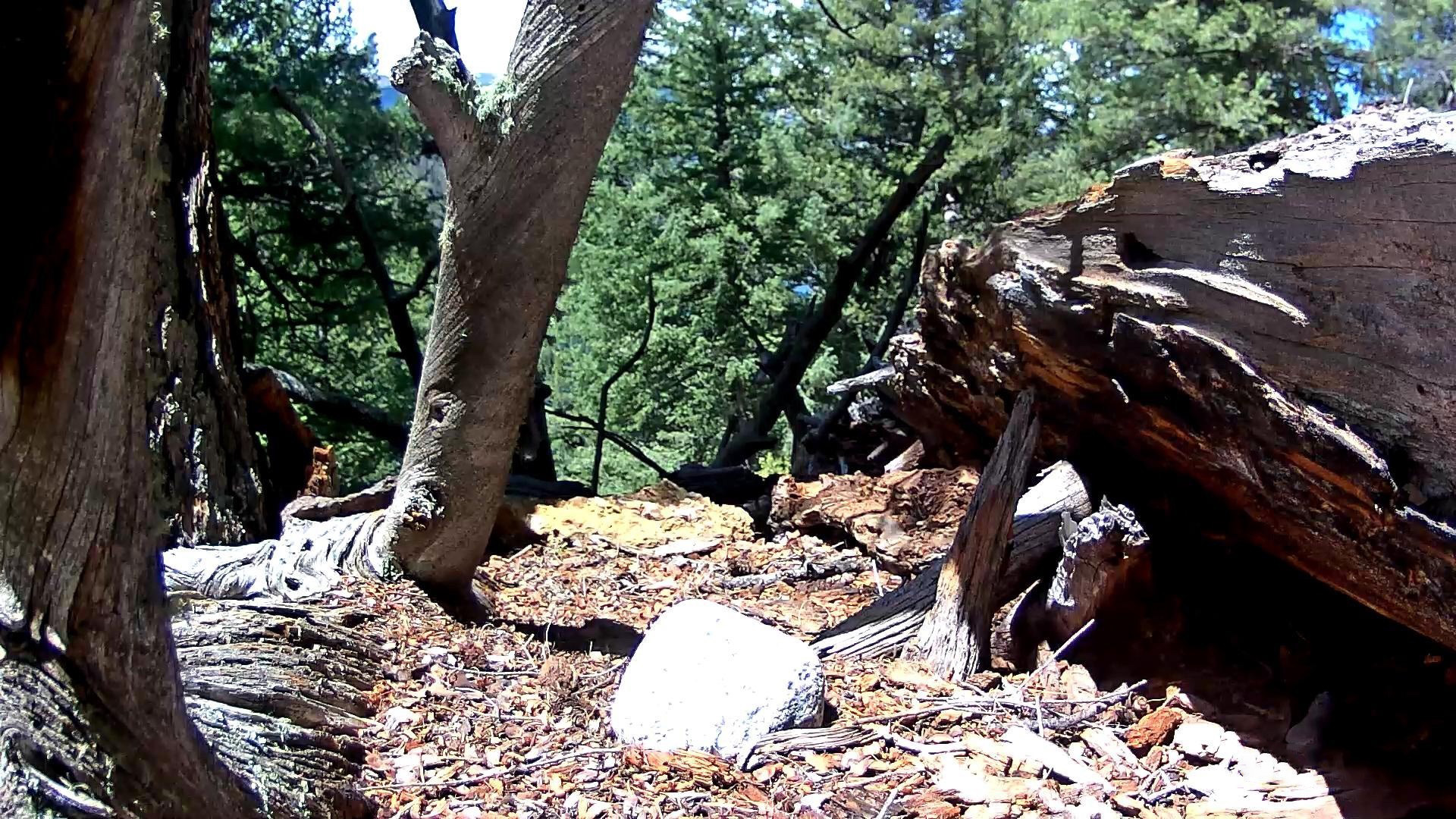 Chipmunk Log - Live camera in Colorado | Explore.org