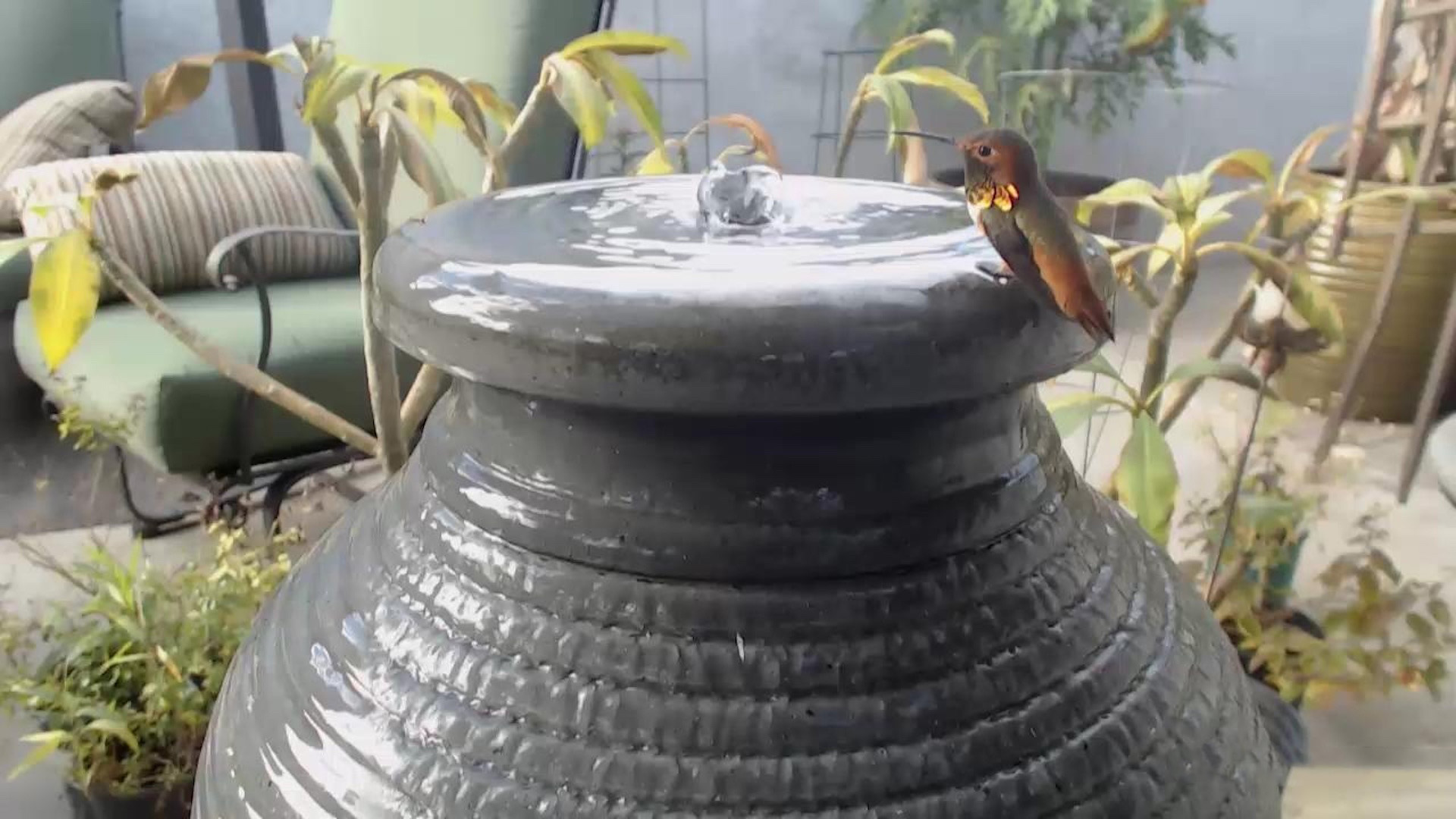 Hummingbird Feeder - live video of hummingbirds | Explore.org