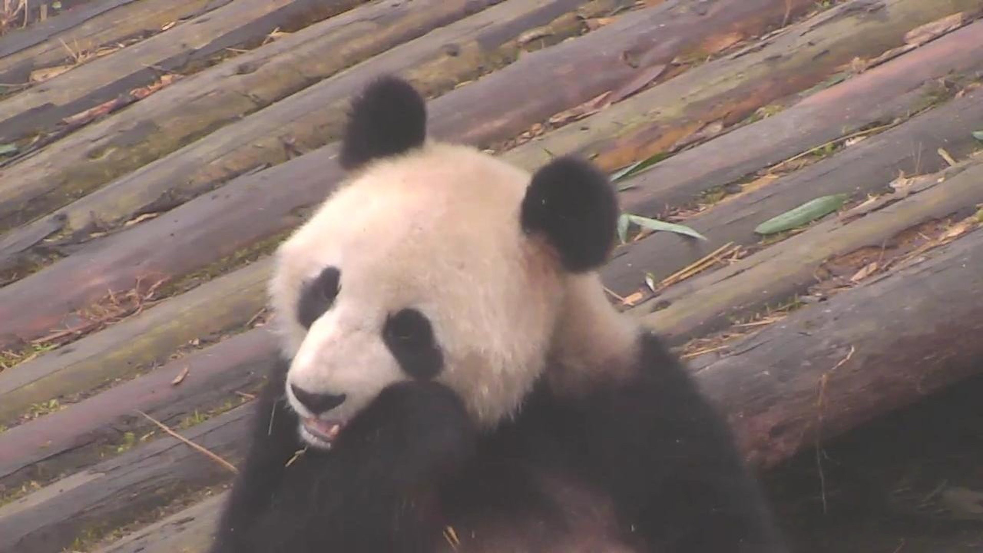 Panda Cam - live video of pandas in China | Explore.org