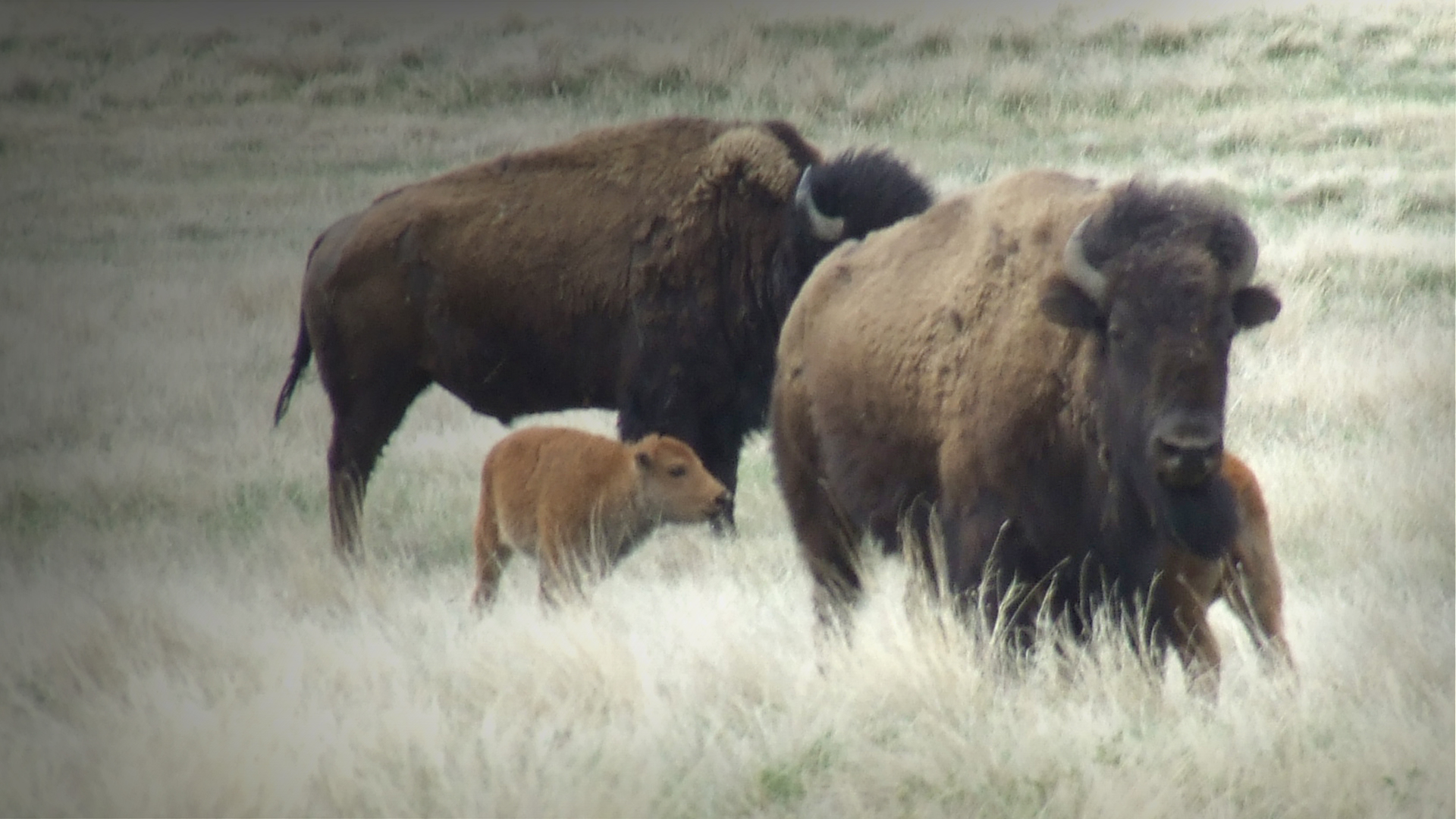 Bison Calving and Sunset Cam - live stream from Canada | Explore.org