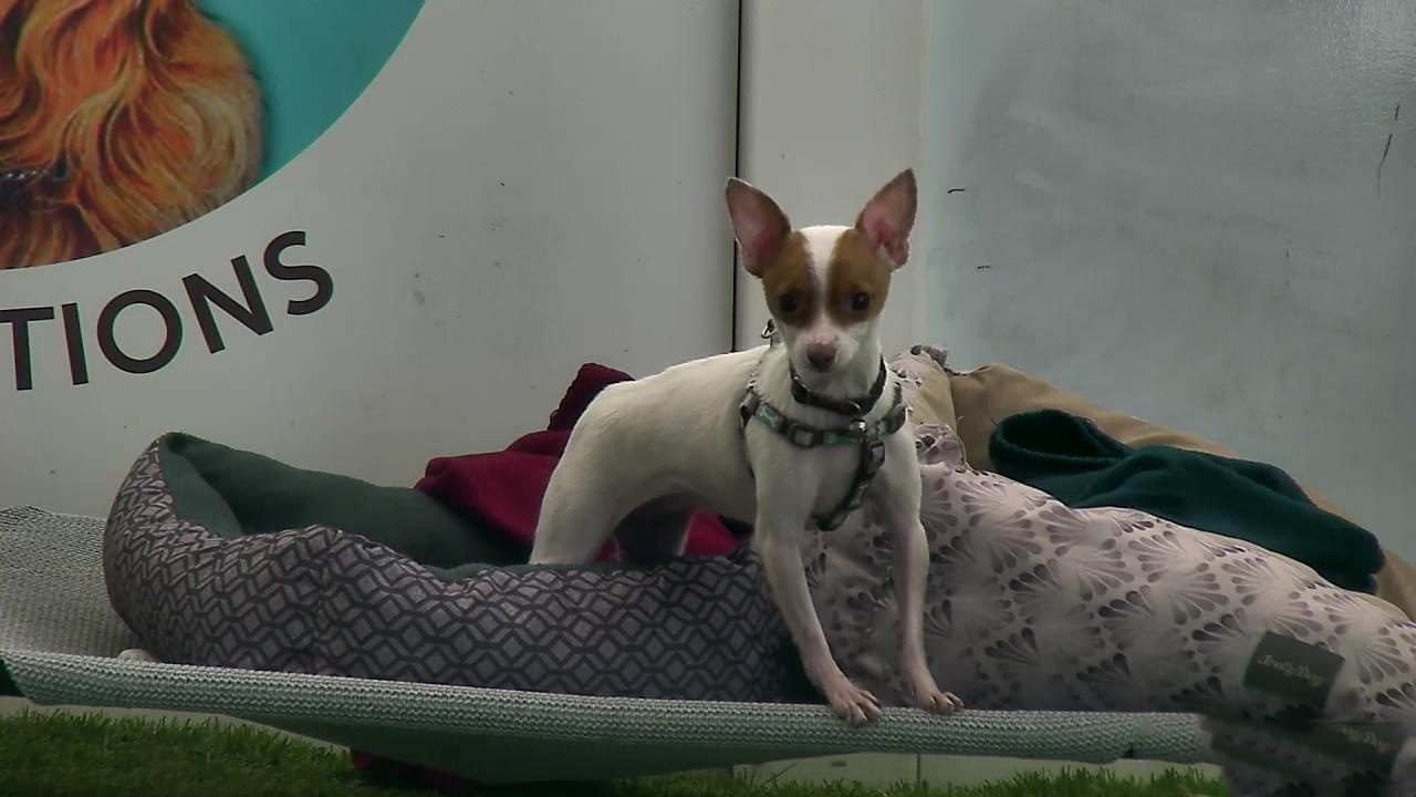 Animal Wellness Foundation kitten & puppy adoption camera | Explore.org