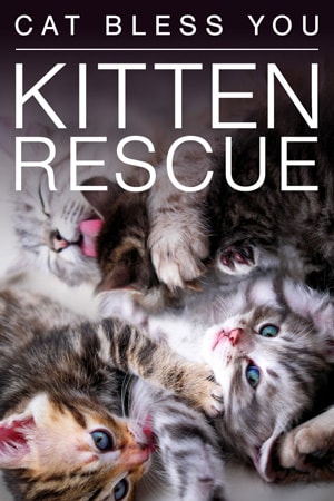Kitten Rescue Cam - live video, pictures of cute kittens | Explore