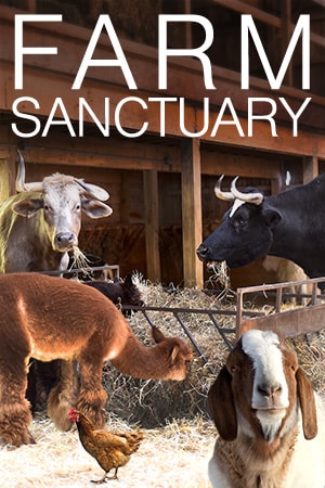 Sheep Barn Cam - live video of sheep at Farm Sanctuary | Explore.org