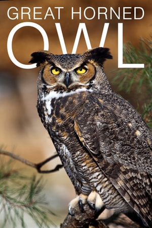 Great Horned Owl Cam - live owl camera from Montana | Explore.org
