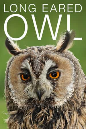 Owl Nest Cam - Live video of baby Long-Eared owls | Explore.org