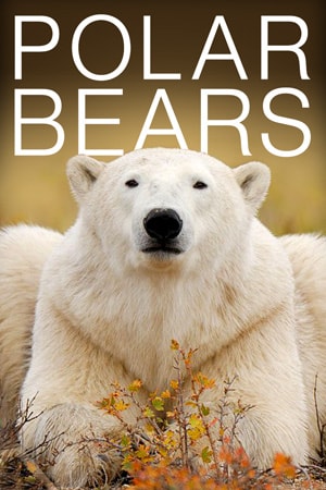 Live Polar Bear Cam - Hudson Bay Canada | Explore.org