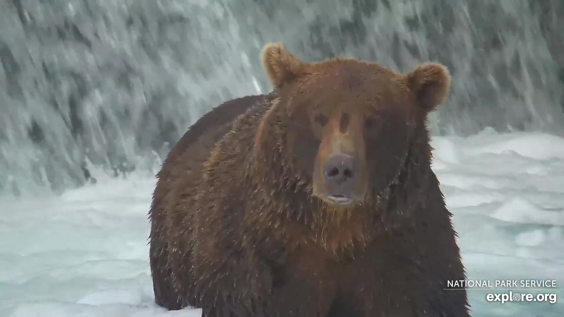 Disqus - Brown Bear Cam - Brooks Falls in Katmai National Park ...
