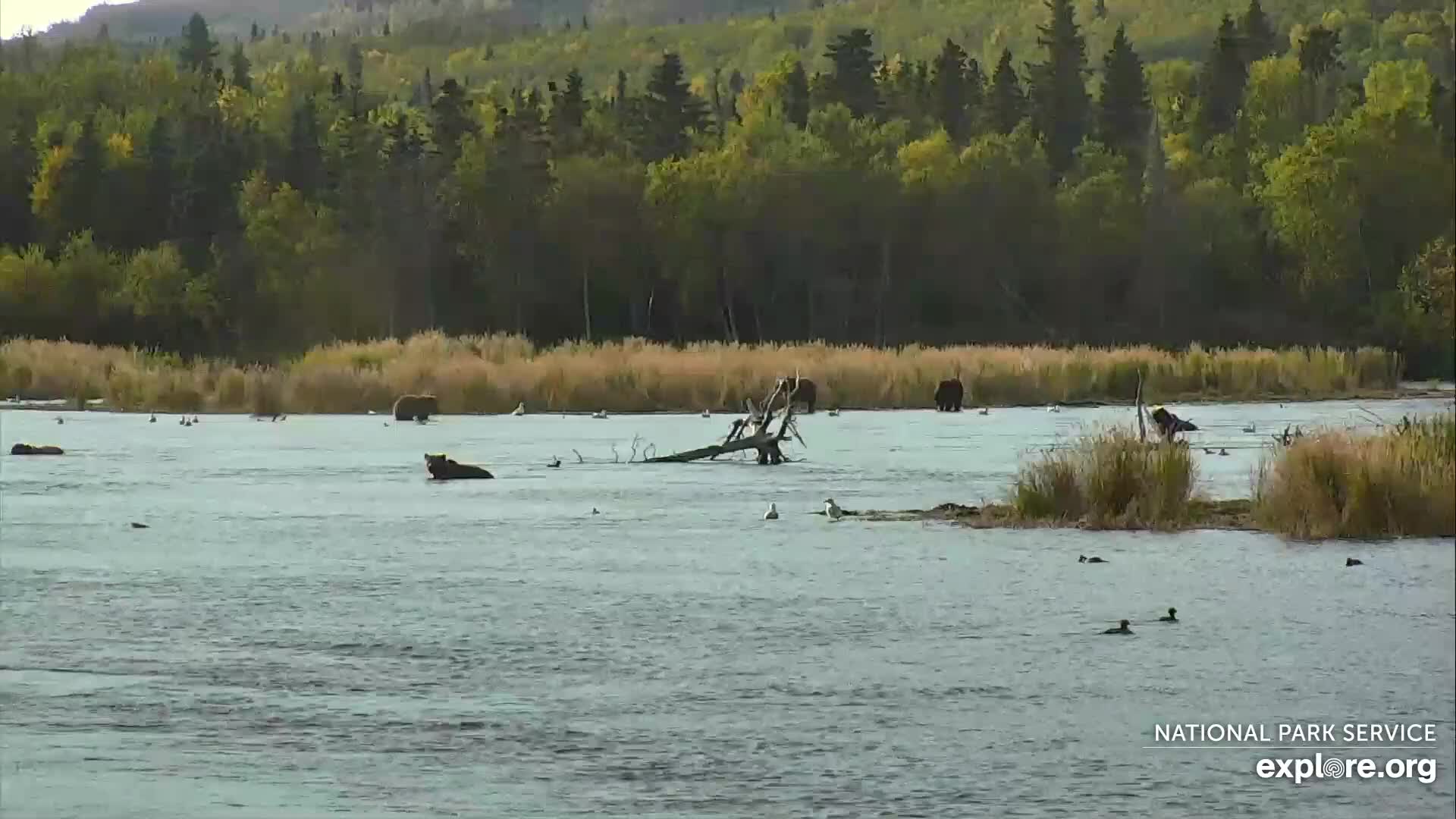 River Watch Bear Cam Snapshot taken by Jopaws | Explore.org