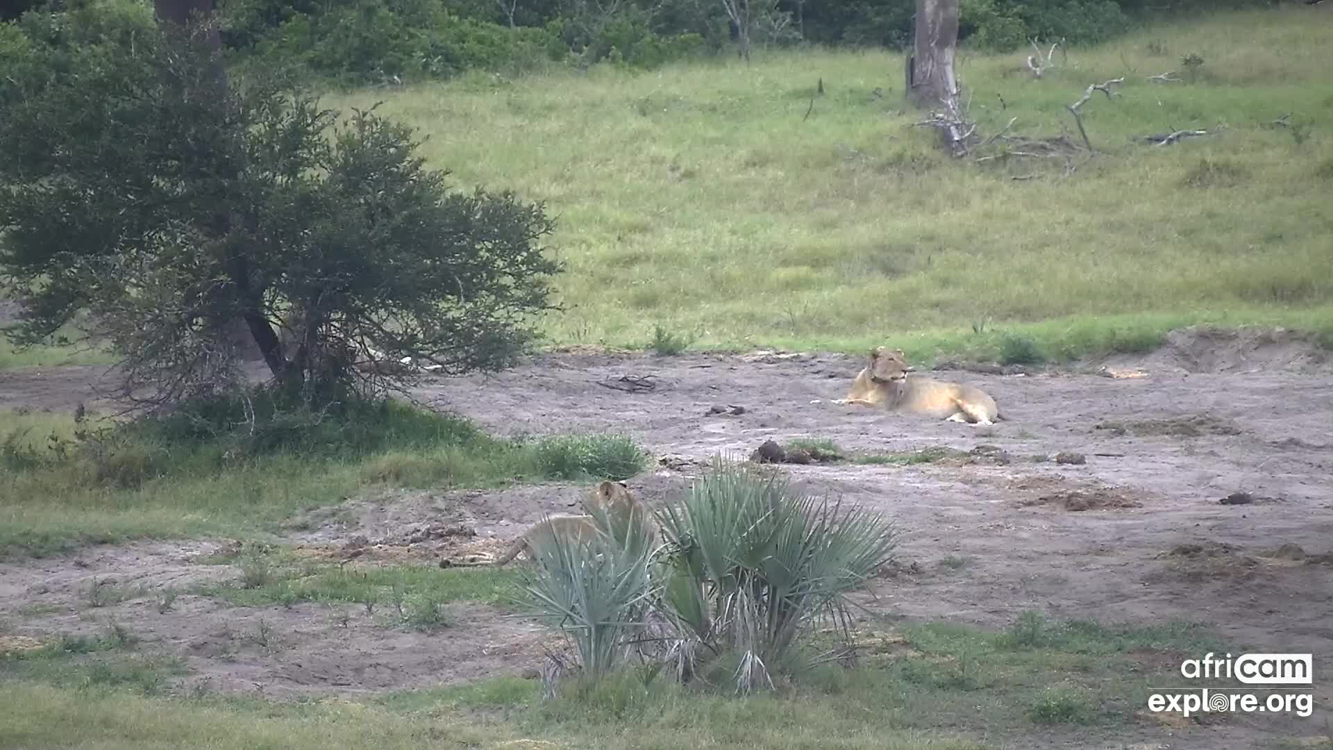 Tembe Elephant Park Snapshot taken by victoria60 | Explore.org