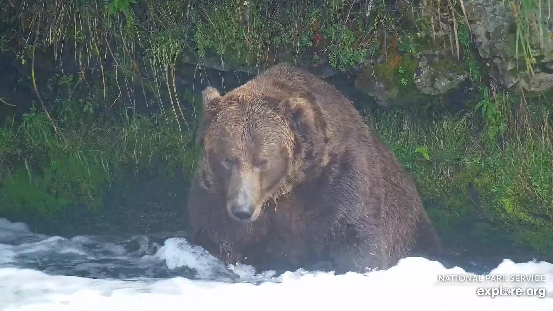 Disqus - Katmai Bear Cam - Brown Bears at Brooks Falls | Explore.org