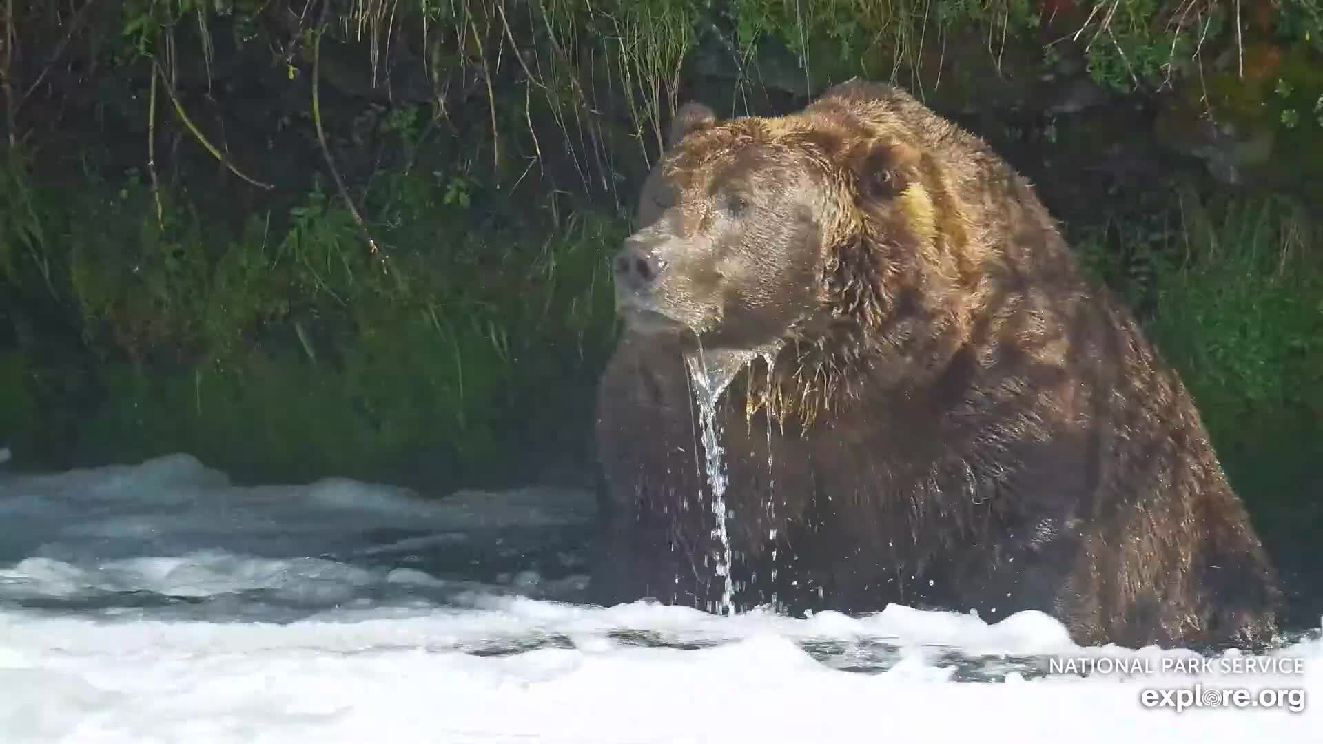 Disqus - Katmai Bear Cam - Brown Bears at Brooks Falls | Explore.org