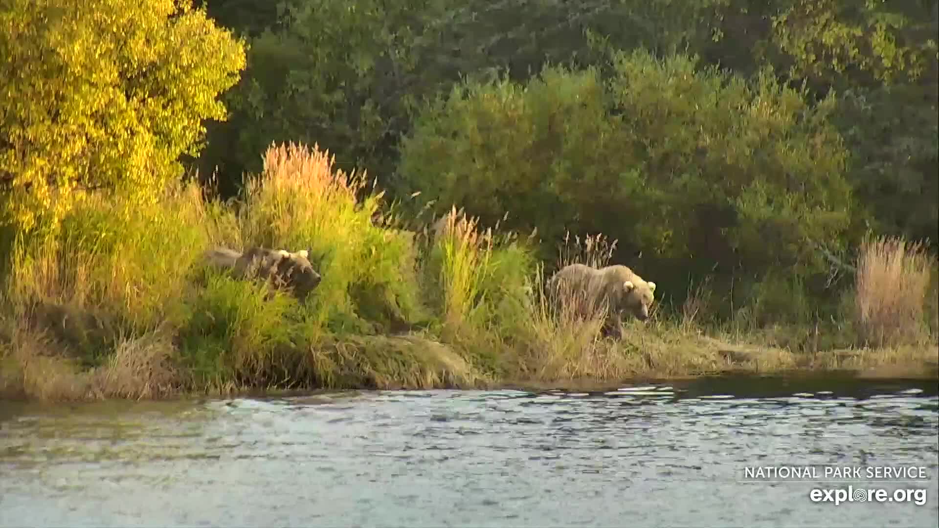 River Watch Bear Cam Snapshot taken by Jopaws | Explore.org