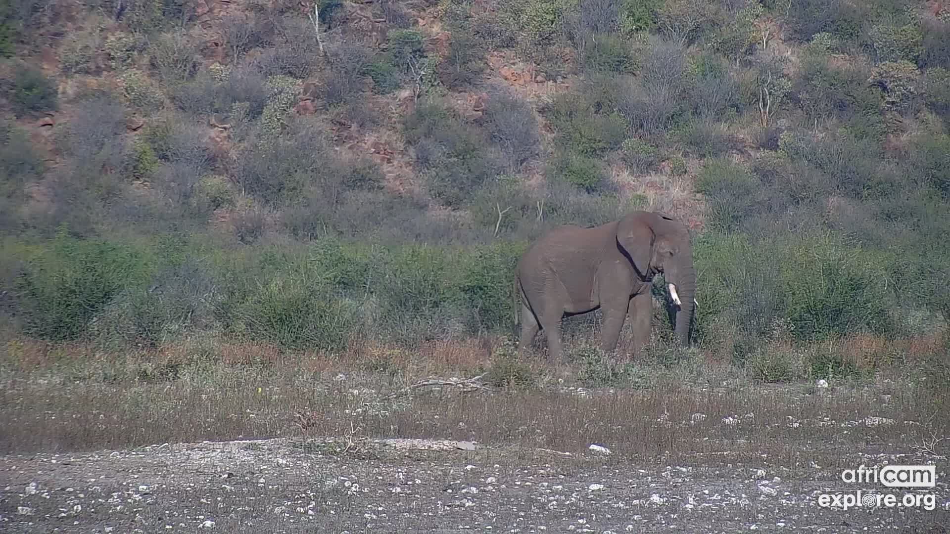 Tau Waterhole Snapshot taken by garzetta | Explore.org