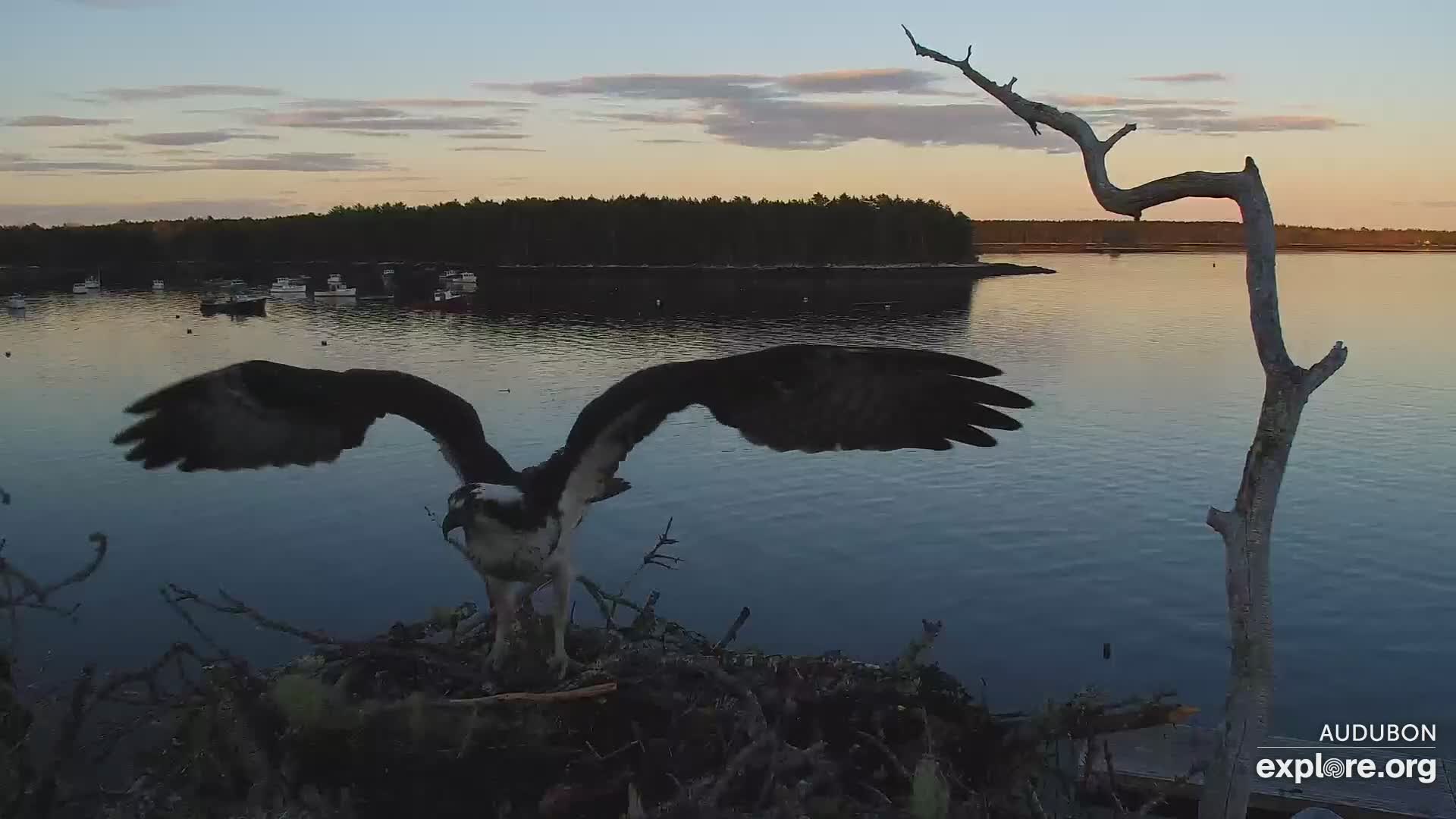 Audubon Osprey Boat House Snapshot taken by 4meowsmom-MA | Explore.org