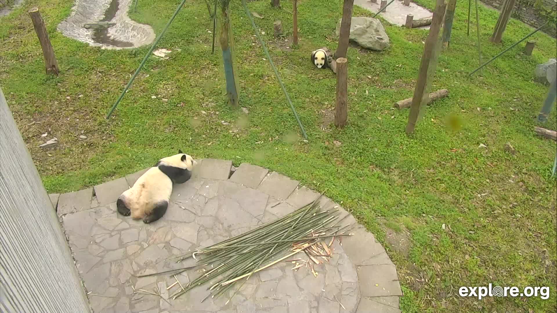Gengda Valley Panda Yard Snapshot taken by CamOp Pheebs | Explore.org