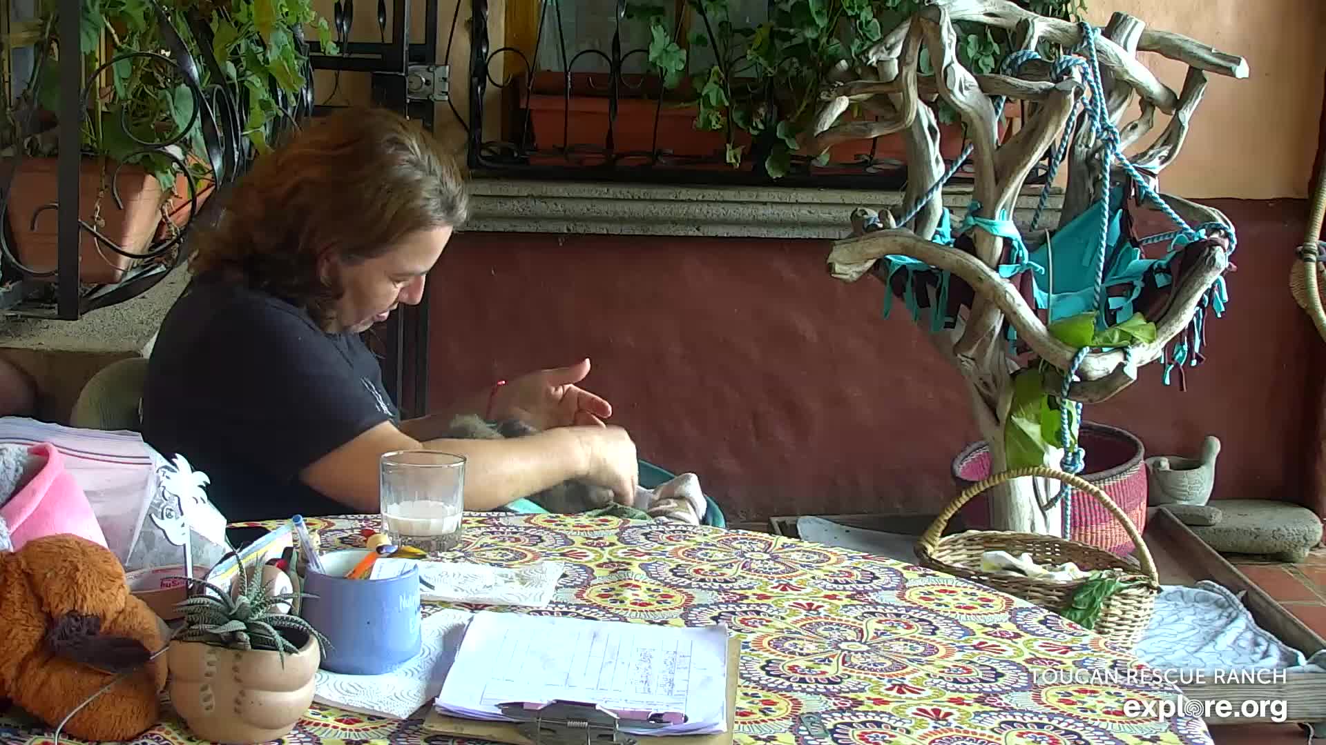 Sloth TV Snapshot taken by Jewel2 | Explore.org