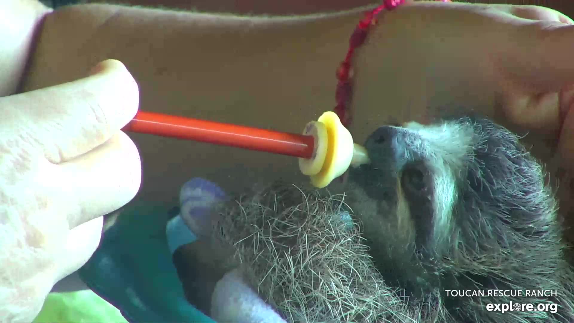 Sloth TV Snapshot taken by Jewel2 | Explore.org