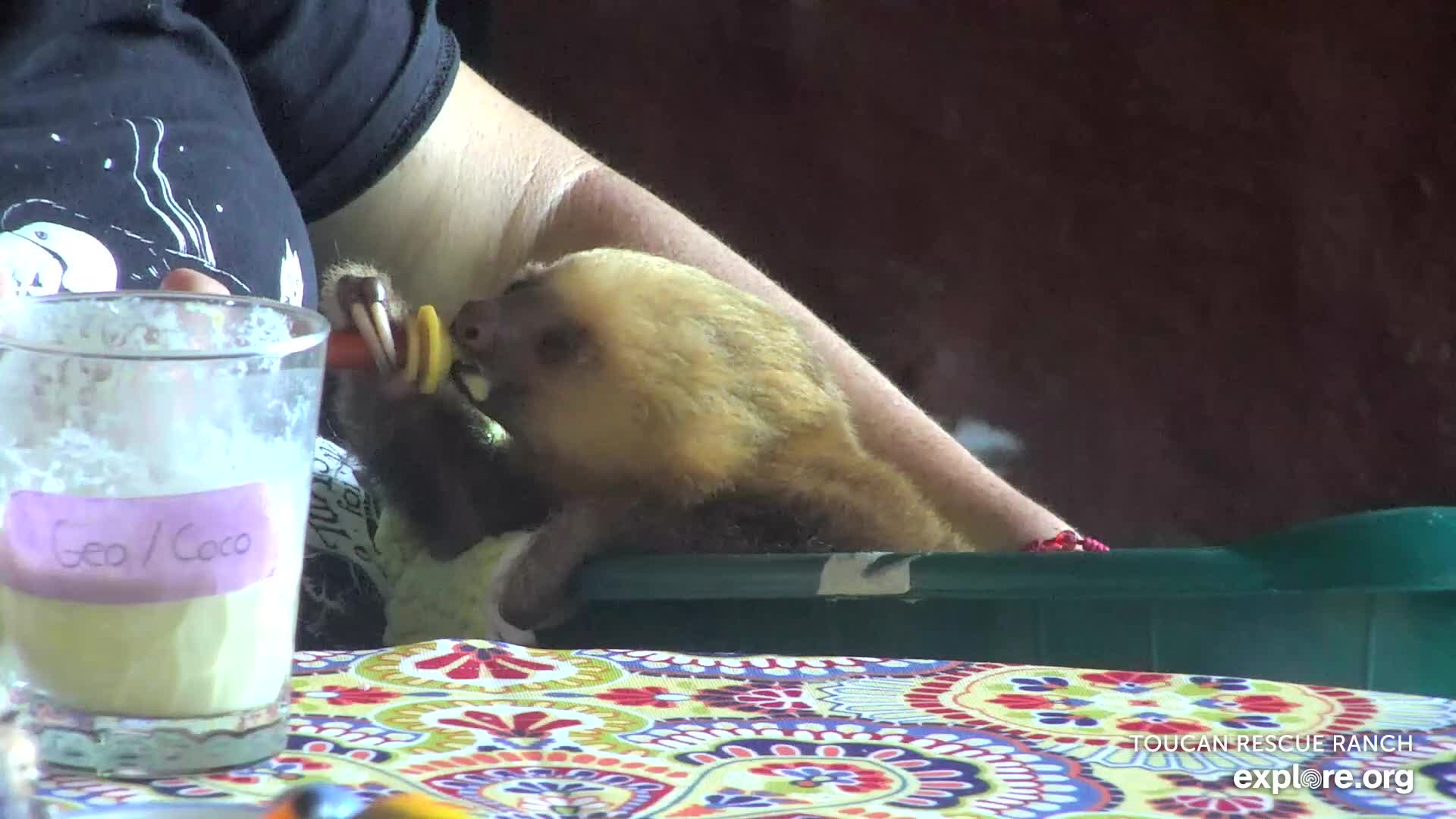 Sloth TV Snapshot taken by Jewel2 | Explore.org