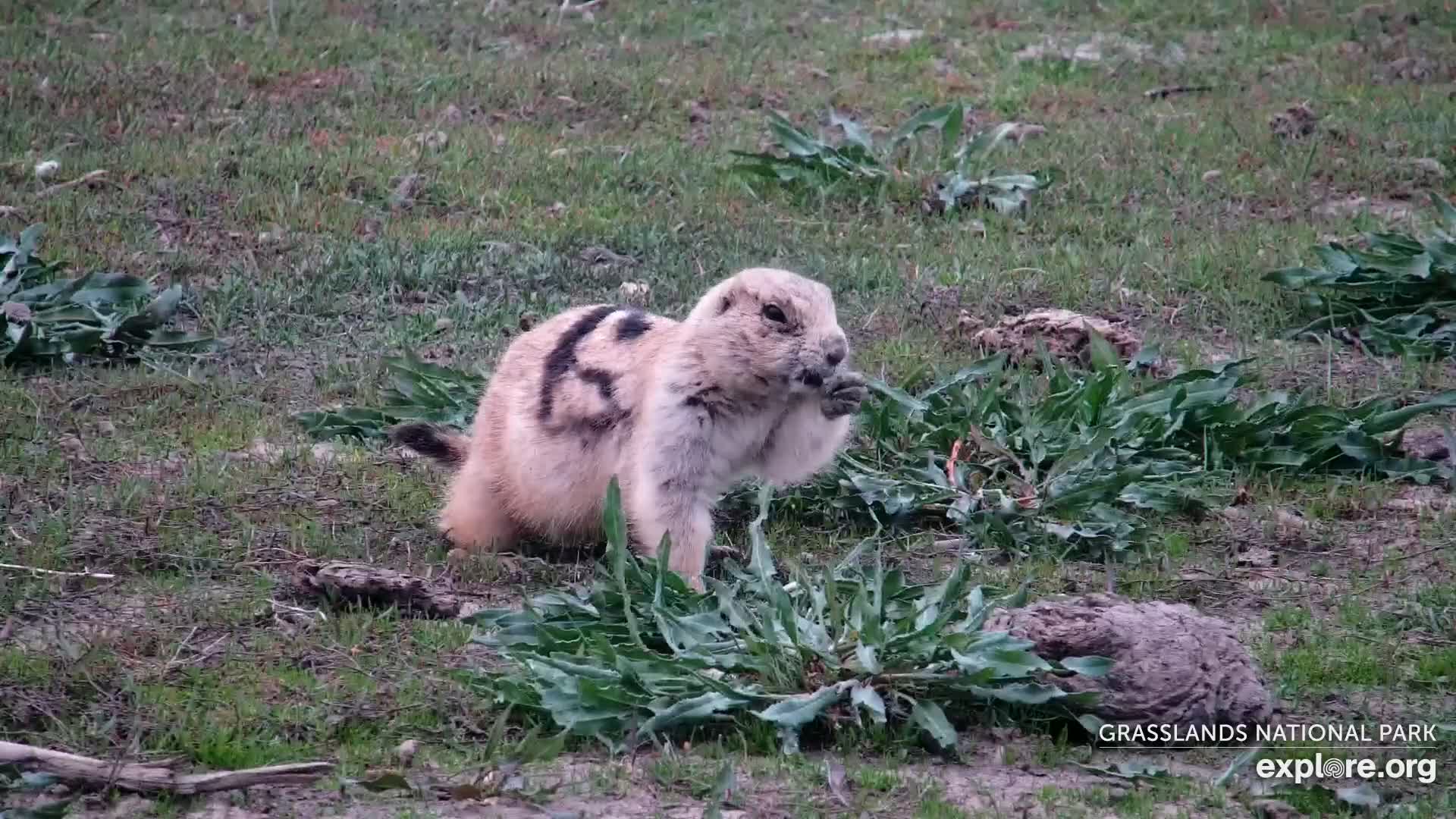 Bison Watering Hole Snapshot taken by 🕊️Skybluesue🐦‍⬛ | Explore.org