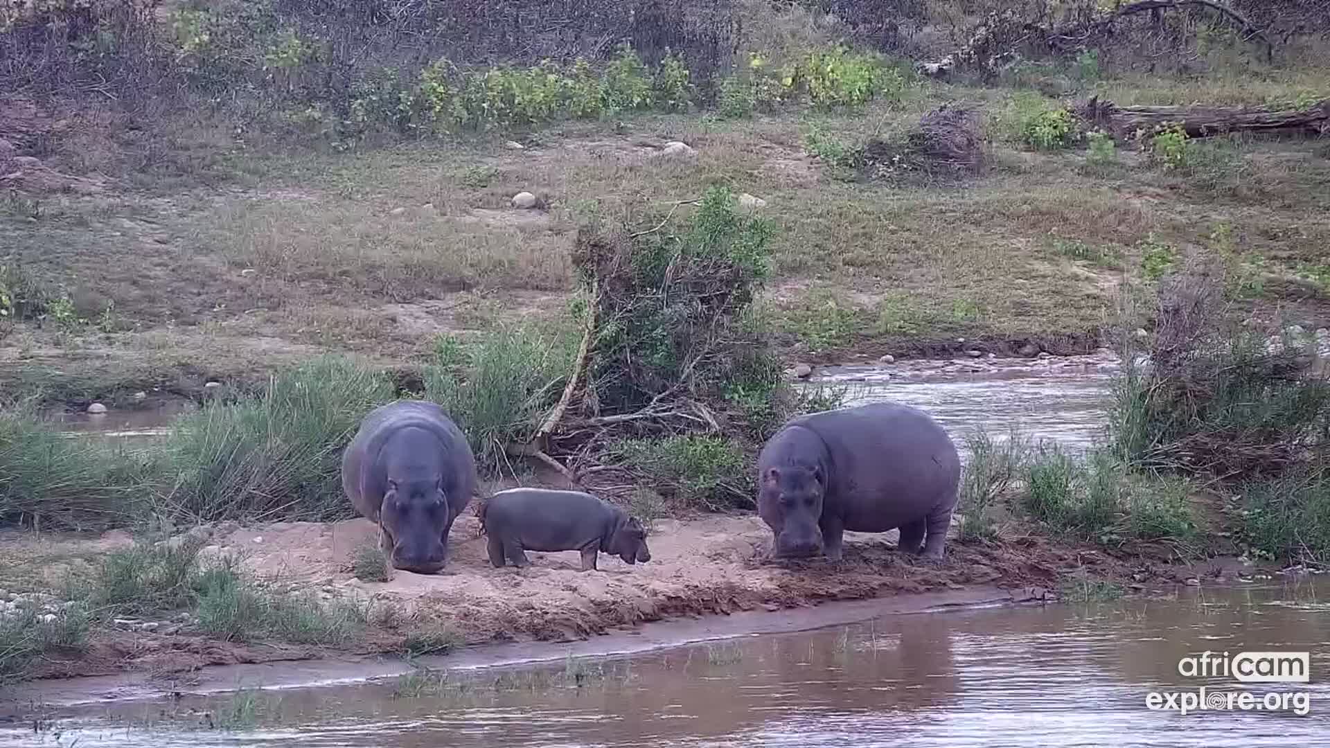 Olifants River Snapshot taken by Denysa2529 | Explore.org