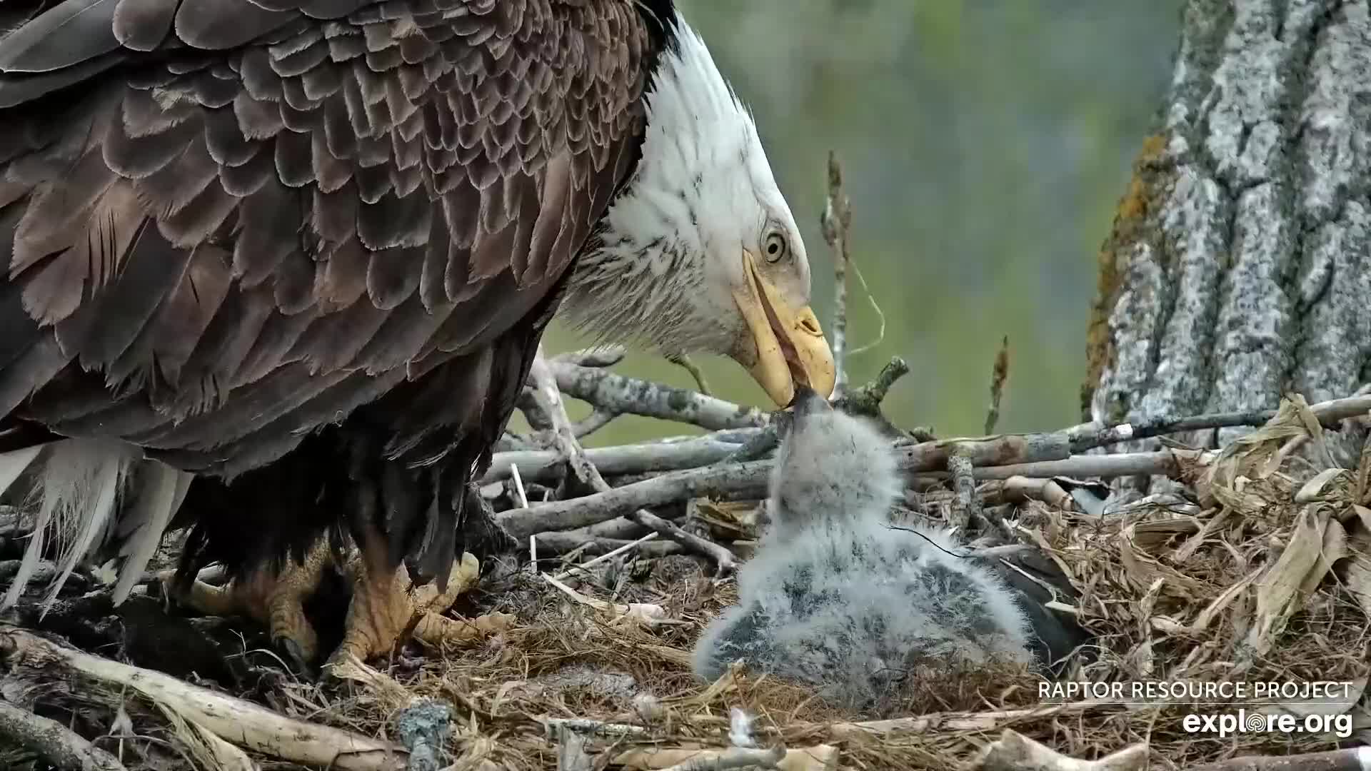 Decorah Eagles Snapshot taken by | Explore.org