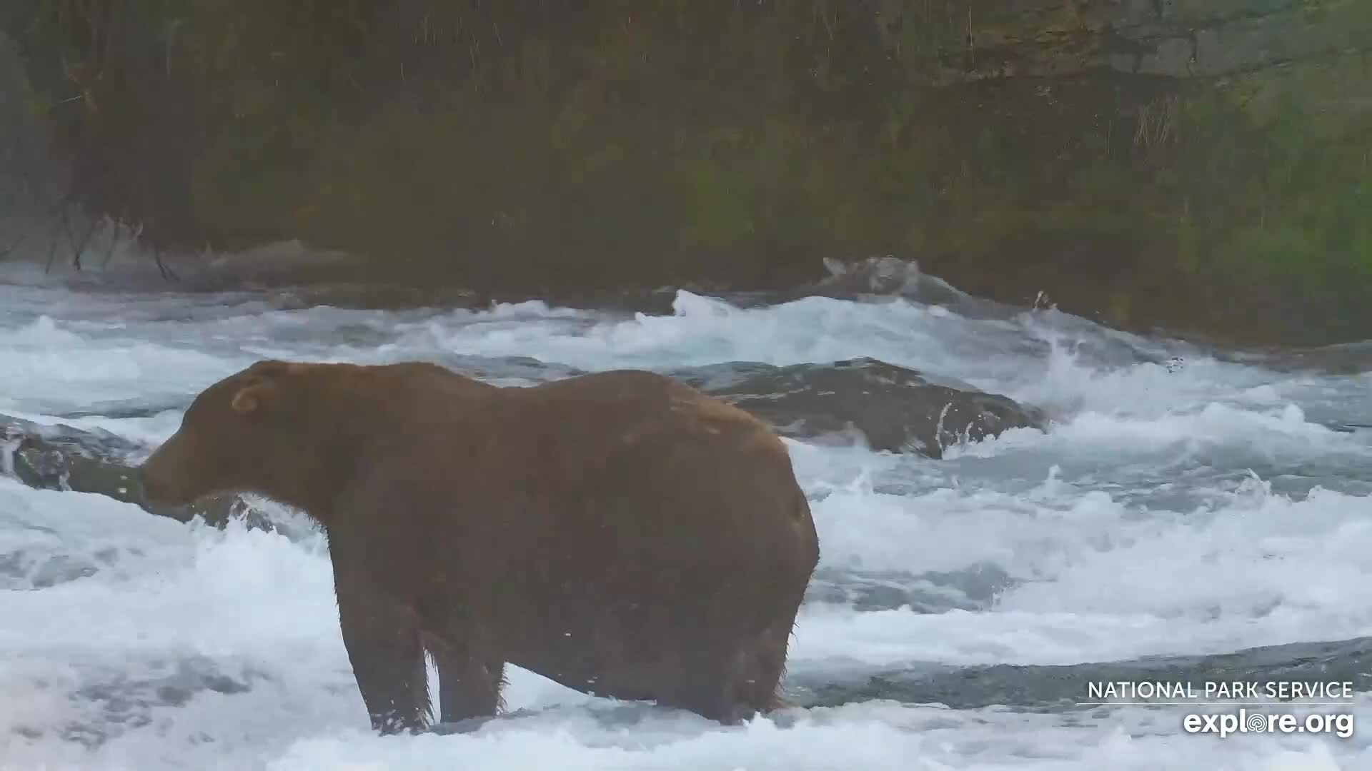 Disqus - Brown Bear Cam - Brooks Falls in Katmai National Park ...