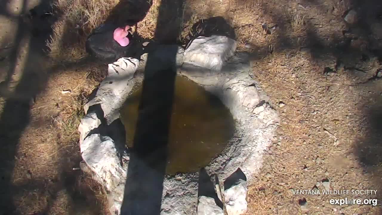 Condor Sanctuary in San Simeon Snapshot taken by Keli loves cats ...