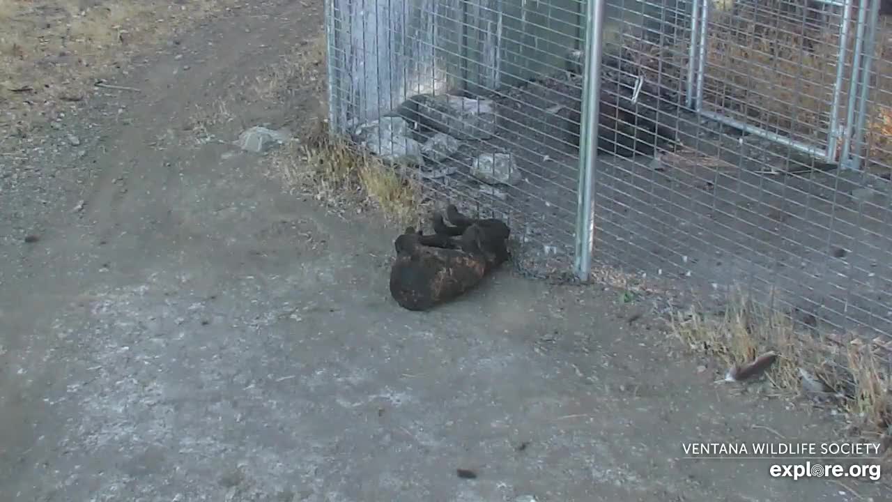 Condor Sanctuary in San Simeon Snapshot taken by Keli loves cats ...