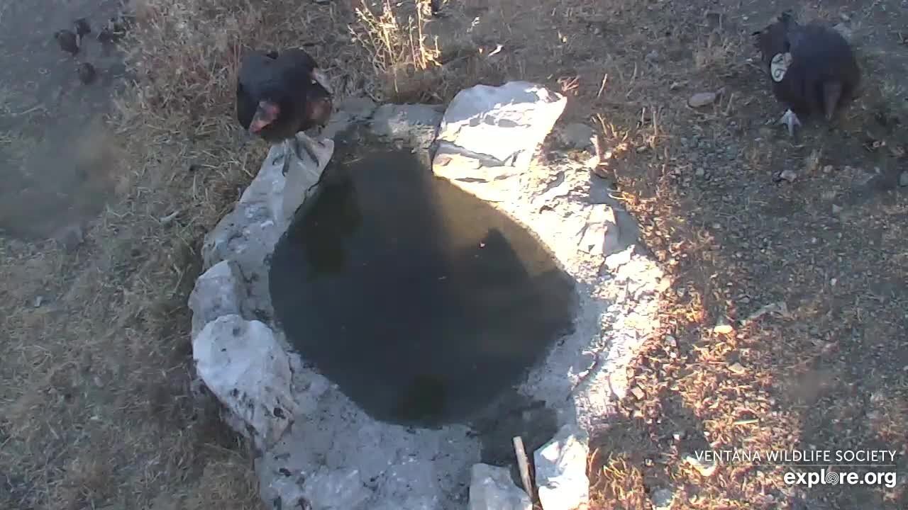 Condor Sanctuary in San Simeon Snapshot taken by Keli loves cats ...