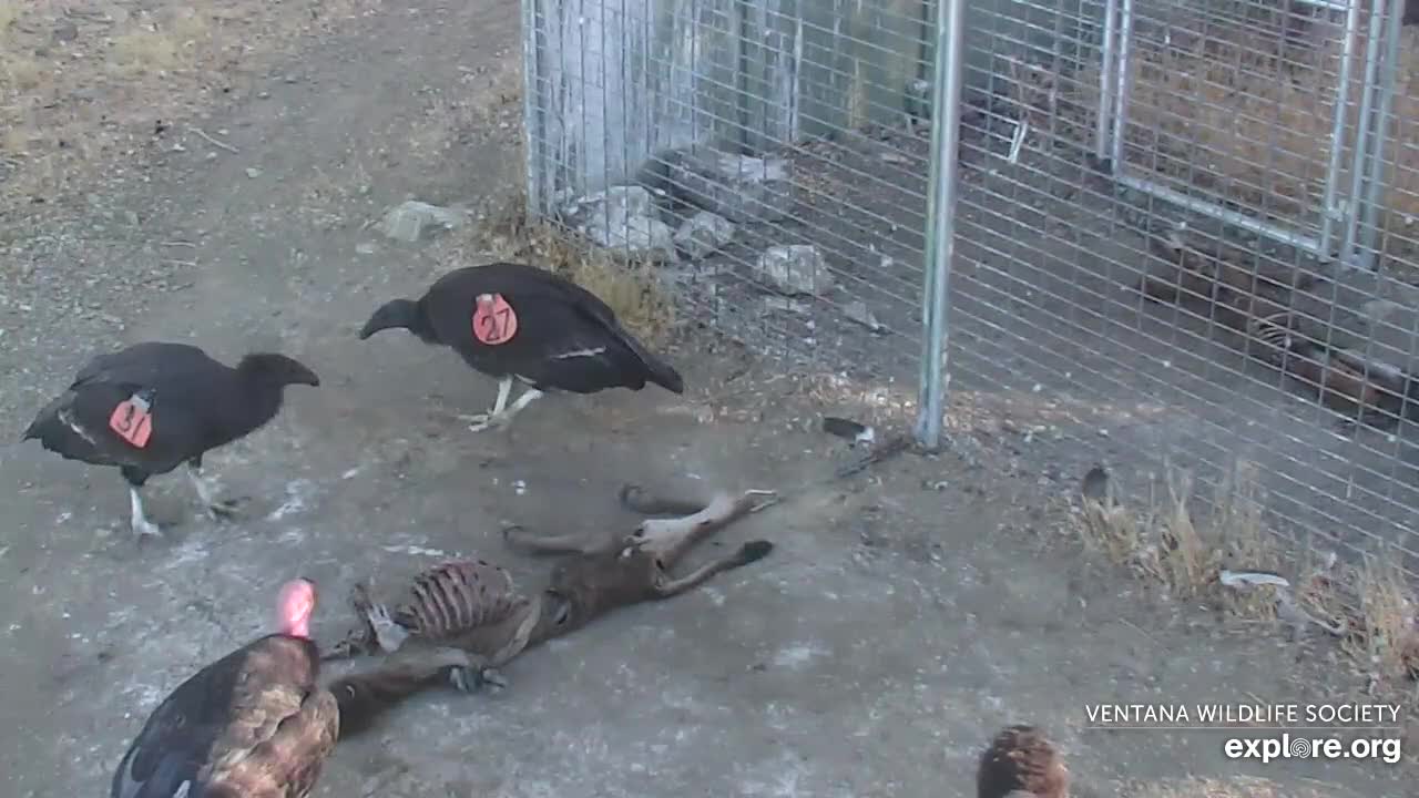 Condor Sanctuary in San Simeon Snapshot taken by Keli loves cats ...