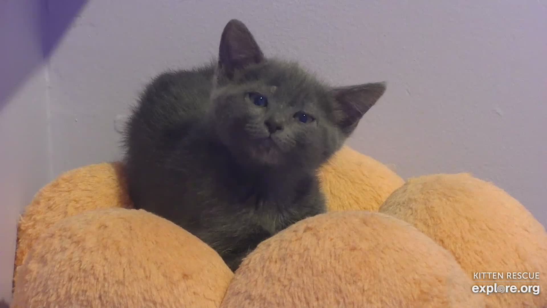 Kitten Rescue Sanctuary Snapshot taken by Critterlady | Explore.org