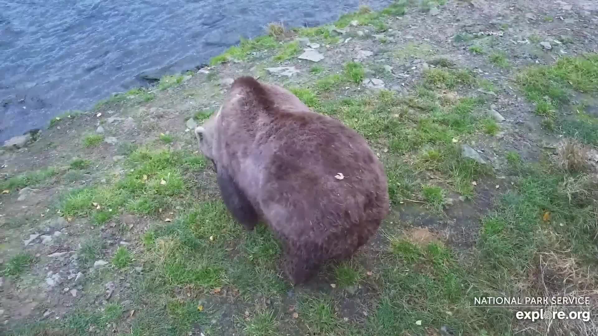 Brooks Falls Brown Bears Snapshot Taken By Libbiticus Explore Org