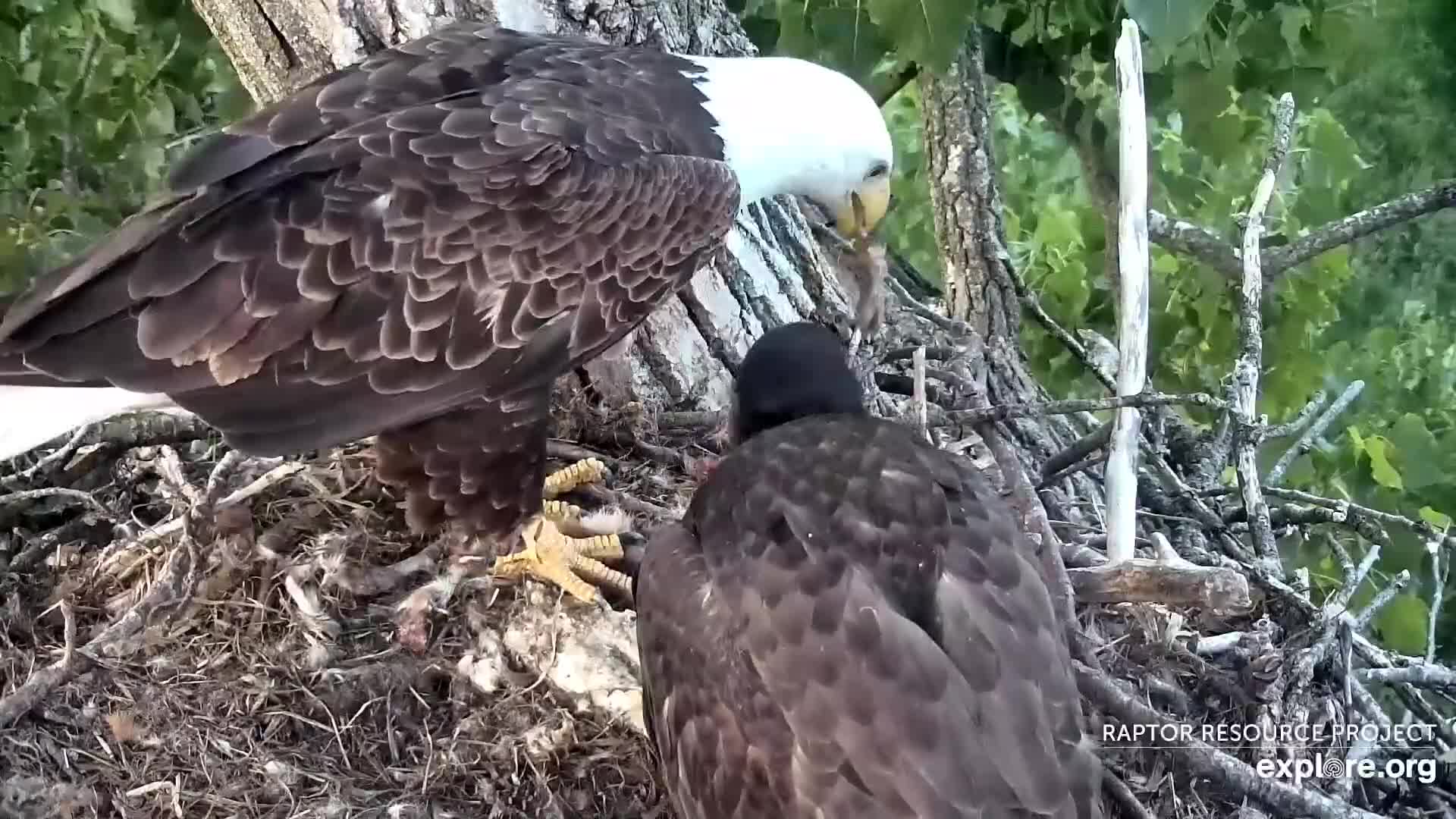 Decorah Eagles Snapshot taken by Labb | Explore.org
