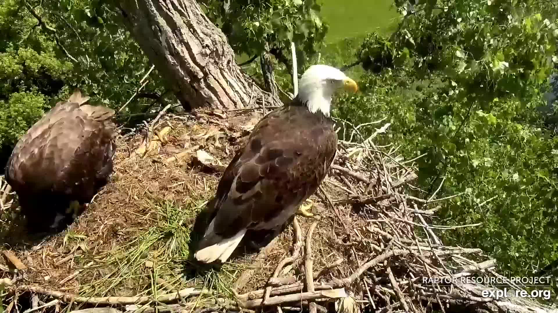 Decorah Eagles Snapshot taken by JaynePrince | Explore.org