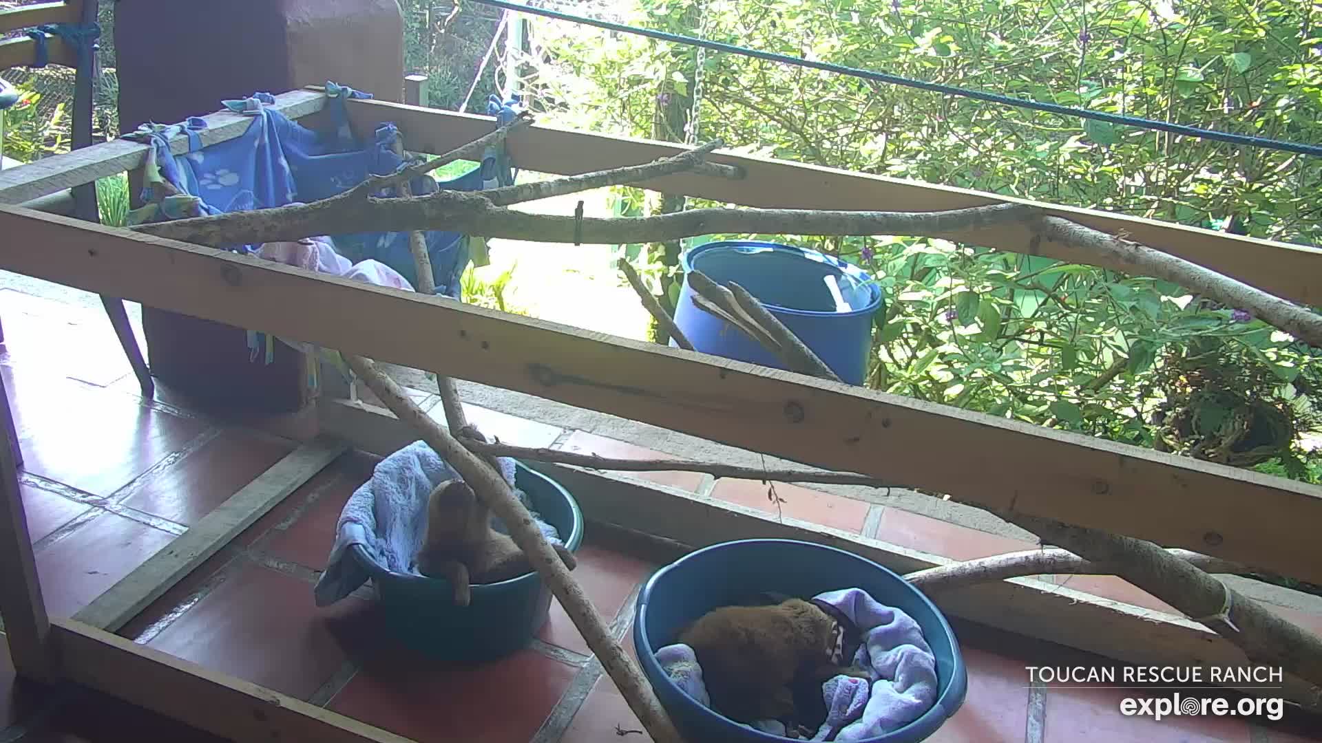 Sloth TV Snapshot taken by Jewel2 | Explore.org