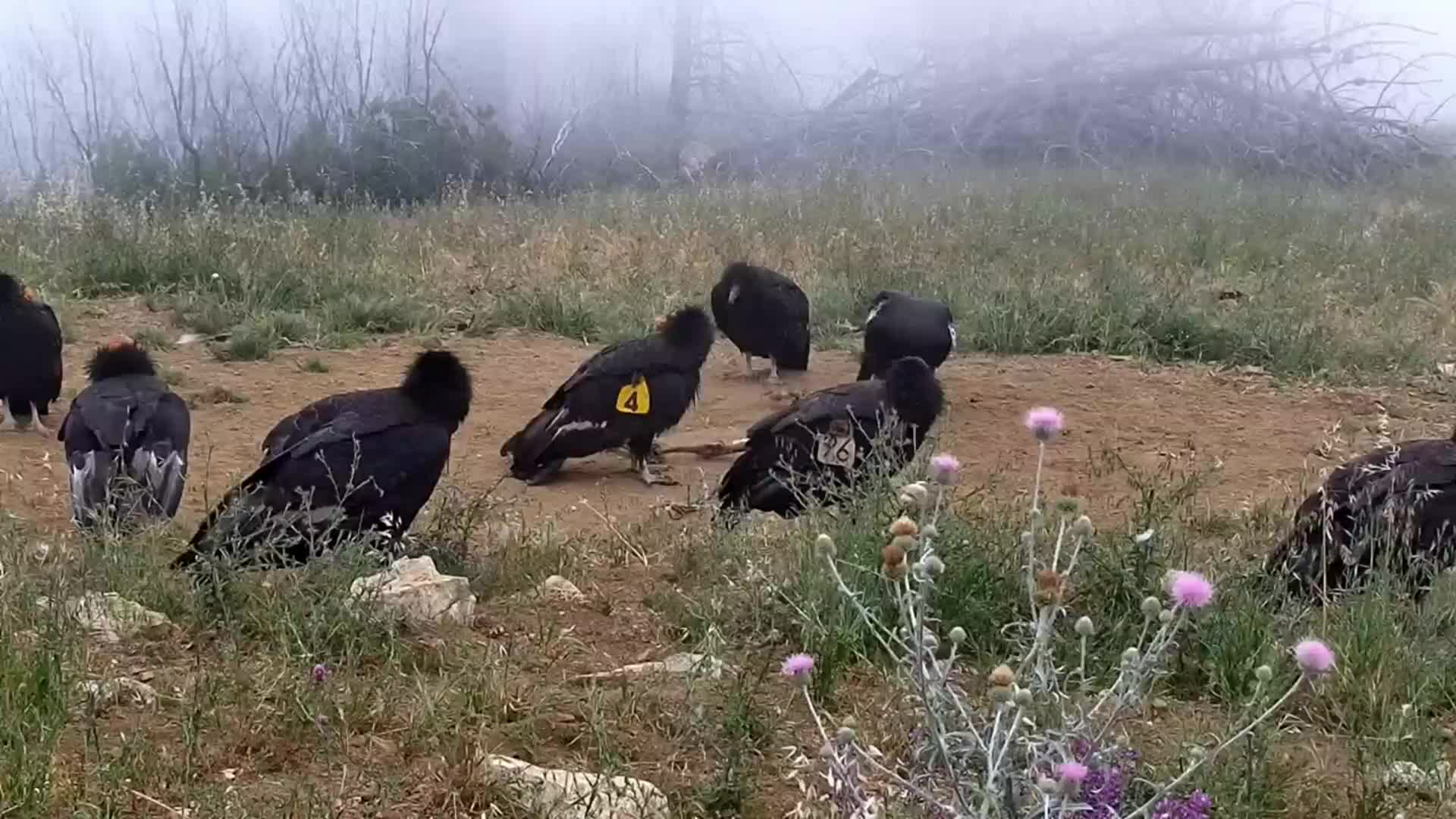 California Condor Sanctuary Snapshot taken by Keli loves cats | Explore.org