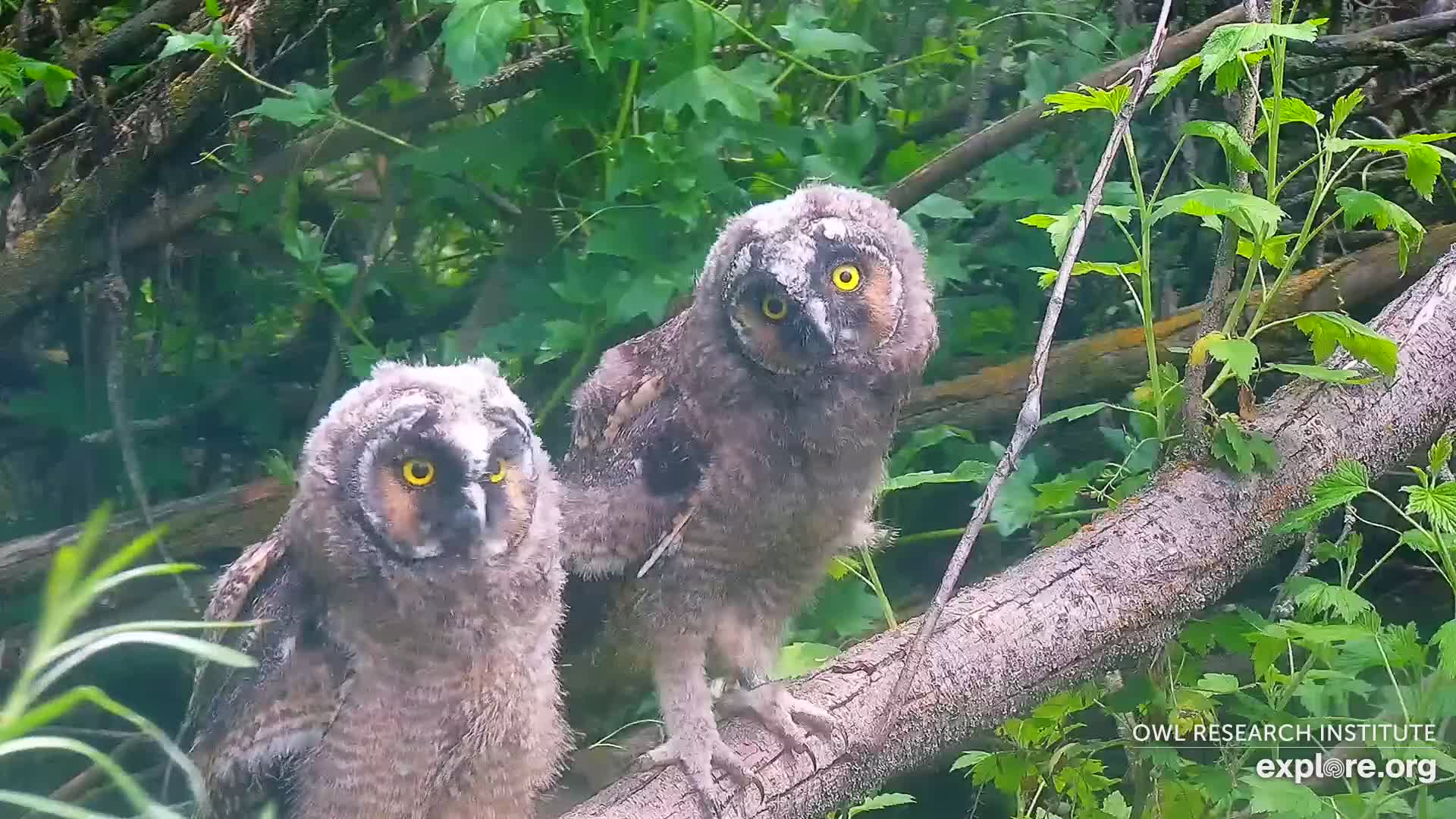 Long-Eared Owl Nest Snapshot taken by Liv_Owl&Osprey