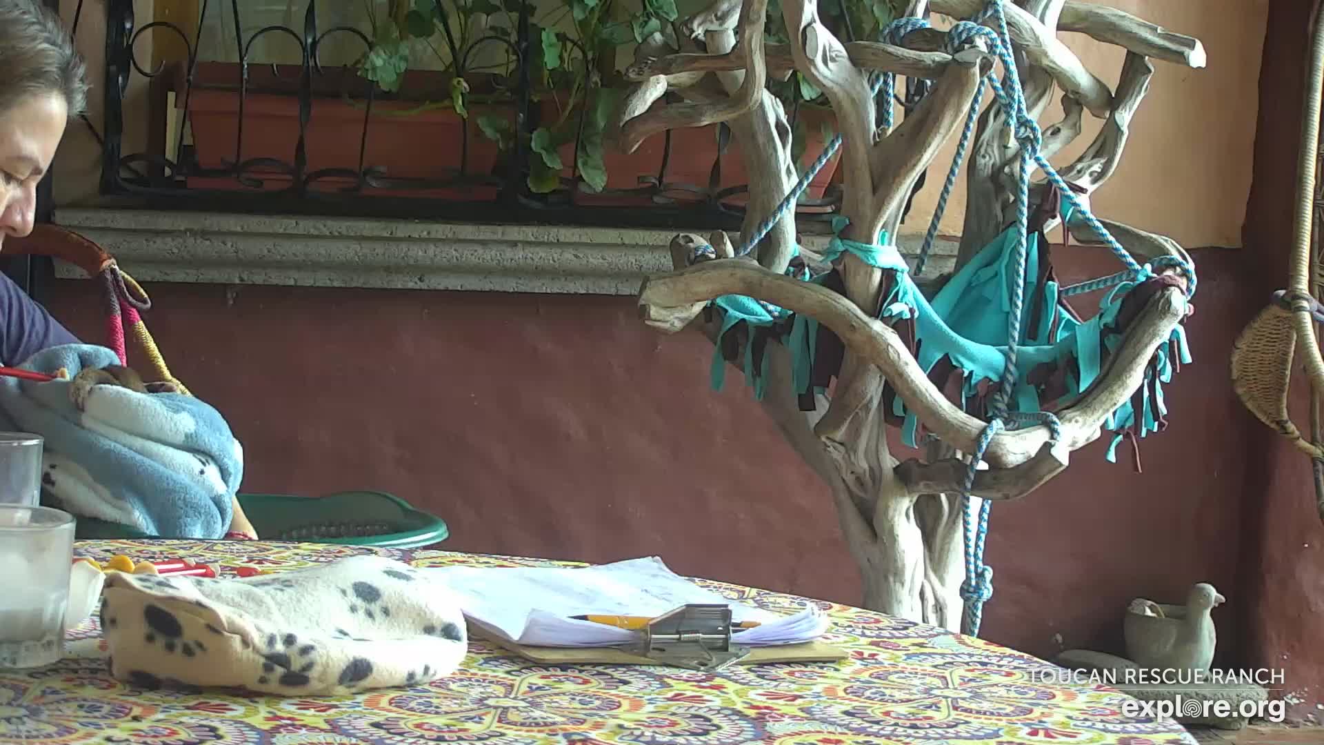 Sloth TV Snapshot taken by Jewel2 | Explore.org