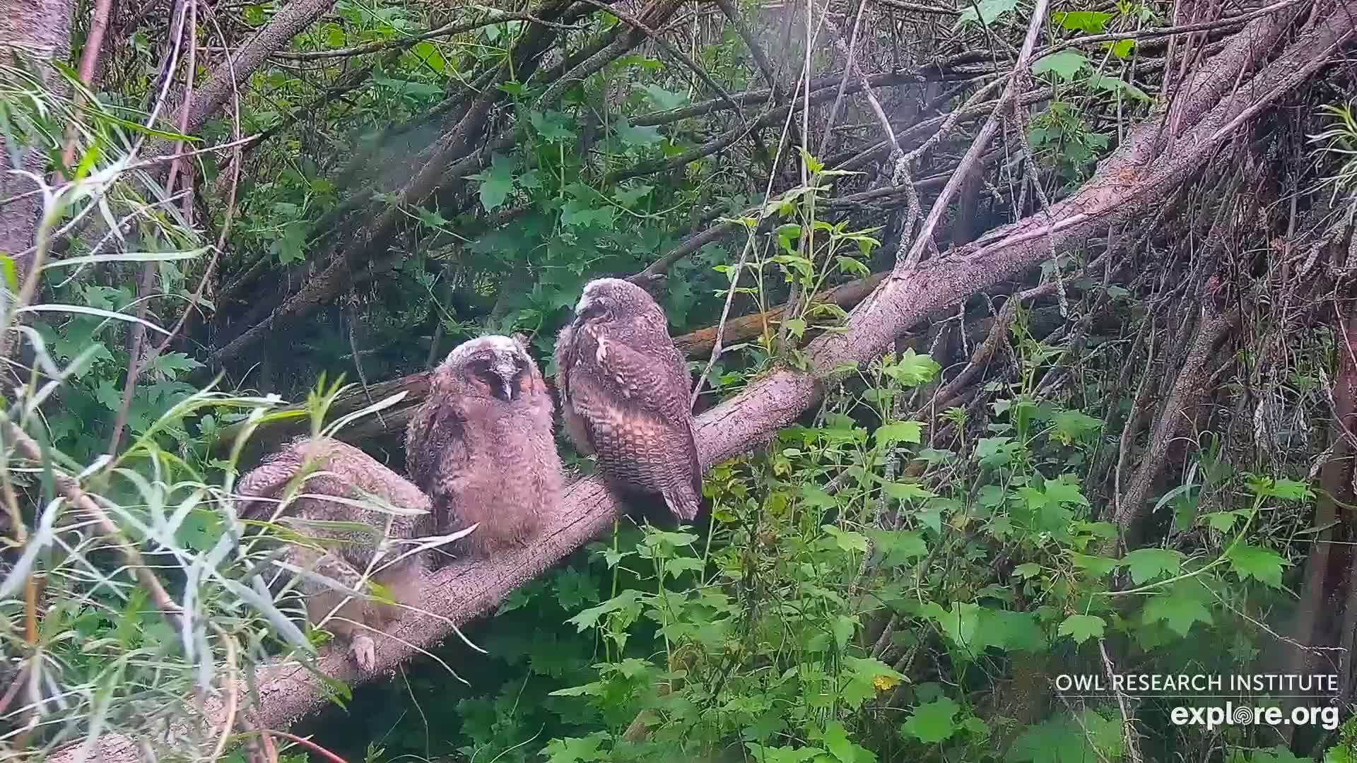 Long-Eared Owl Nest Snapshot taken by Angelniki | Explore.org