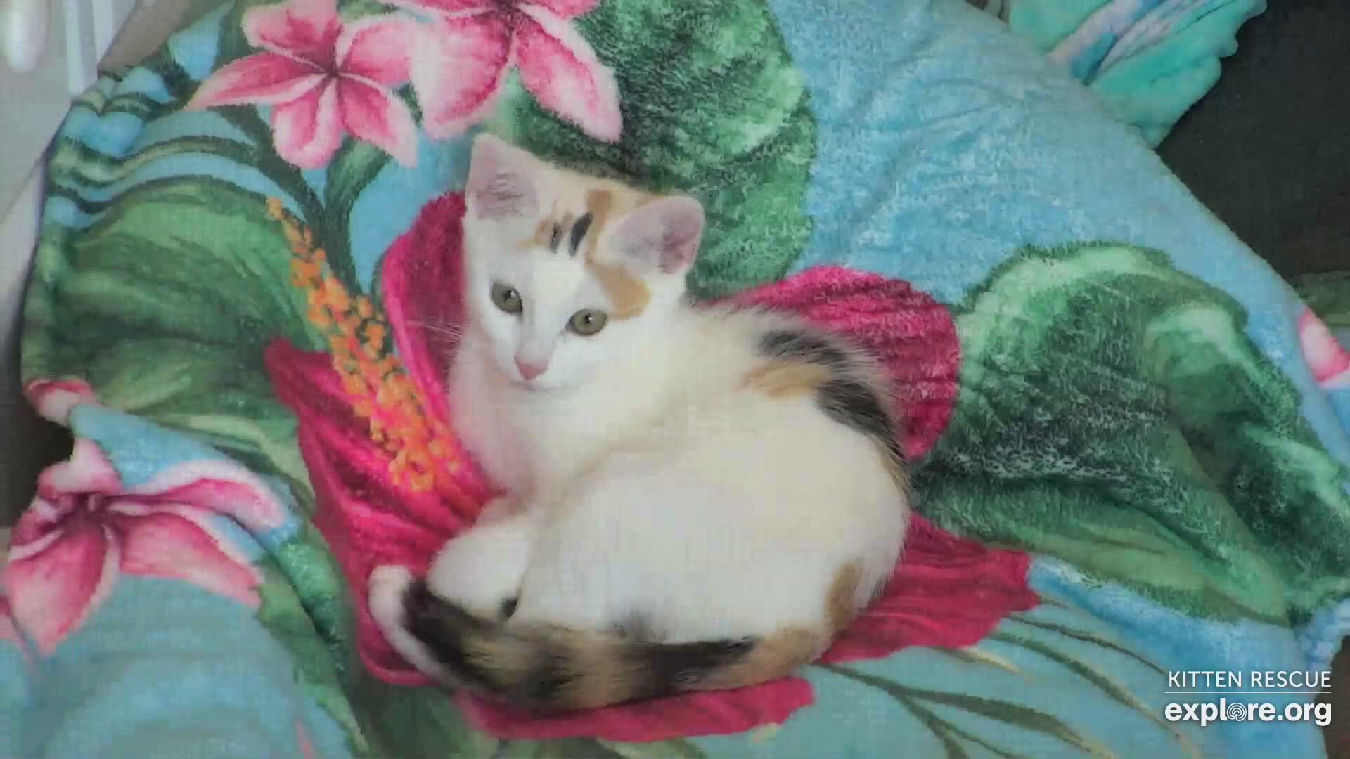 Kitten Rescue Nursery and Special Needs Cats Snapshot taken by CamOp ...