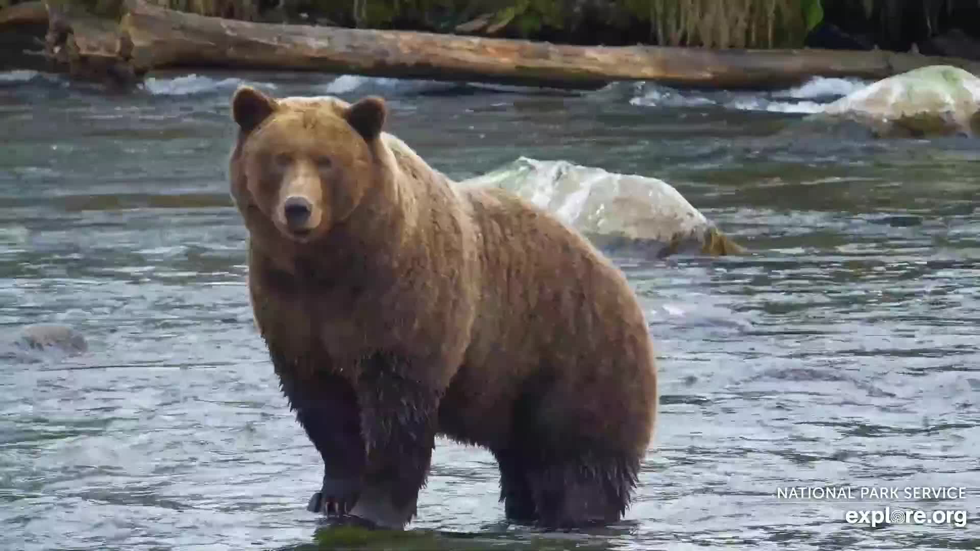Disqus - Brown Bear Cam - Kat's River View, Katmai National Park ...