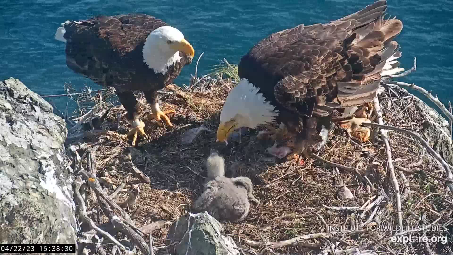 Two Harbors Bald Eagle Cam
