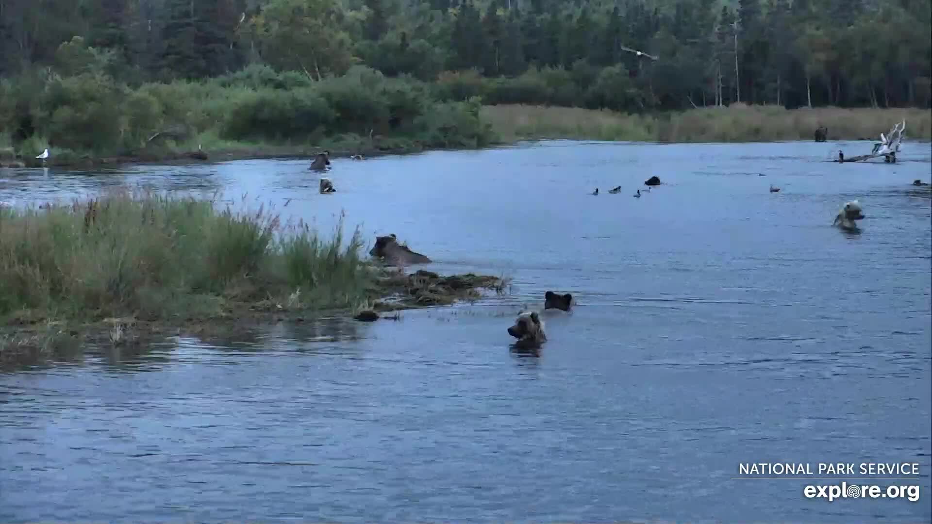 River Watch Bear Cam Snapshot taken by Jopaws | Explore.org