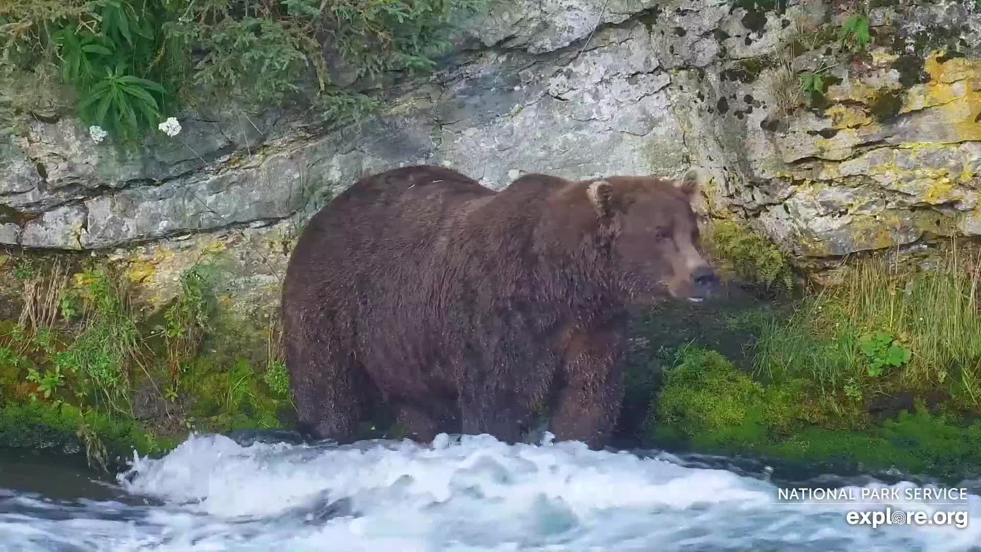 Disqus - Katmai Bear Cam - Brown Bears at Brooks Falls | Explore.org