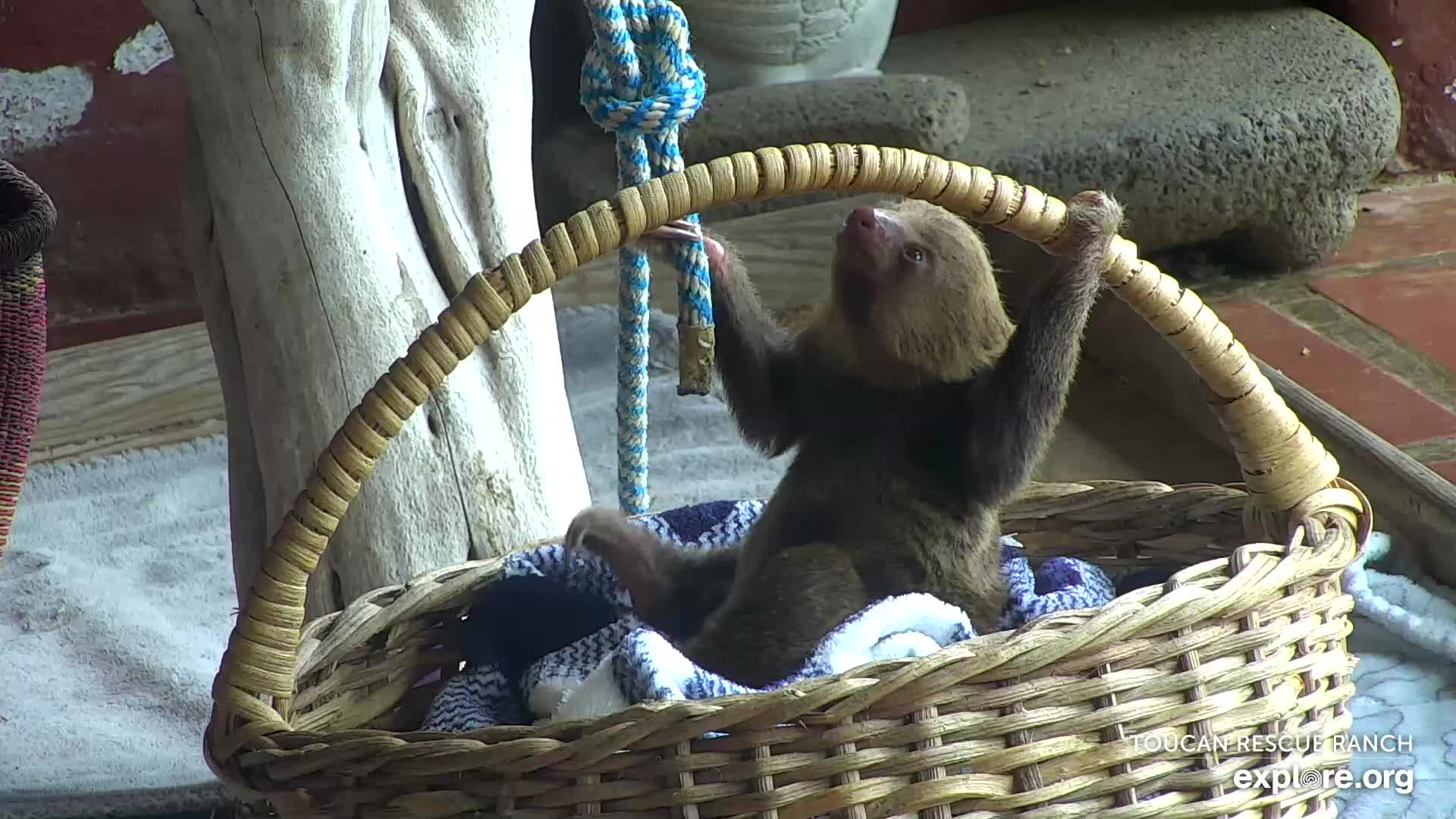 Sloth TV Snapshot taken by billyjackyard | Explore.org