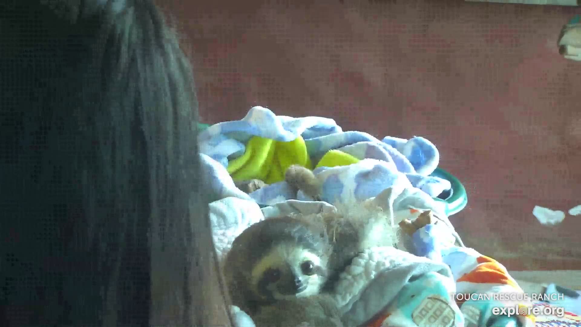 Sloth TV Snapshot taken by Jewel2 | Explore.org