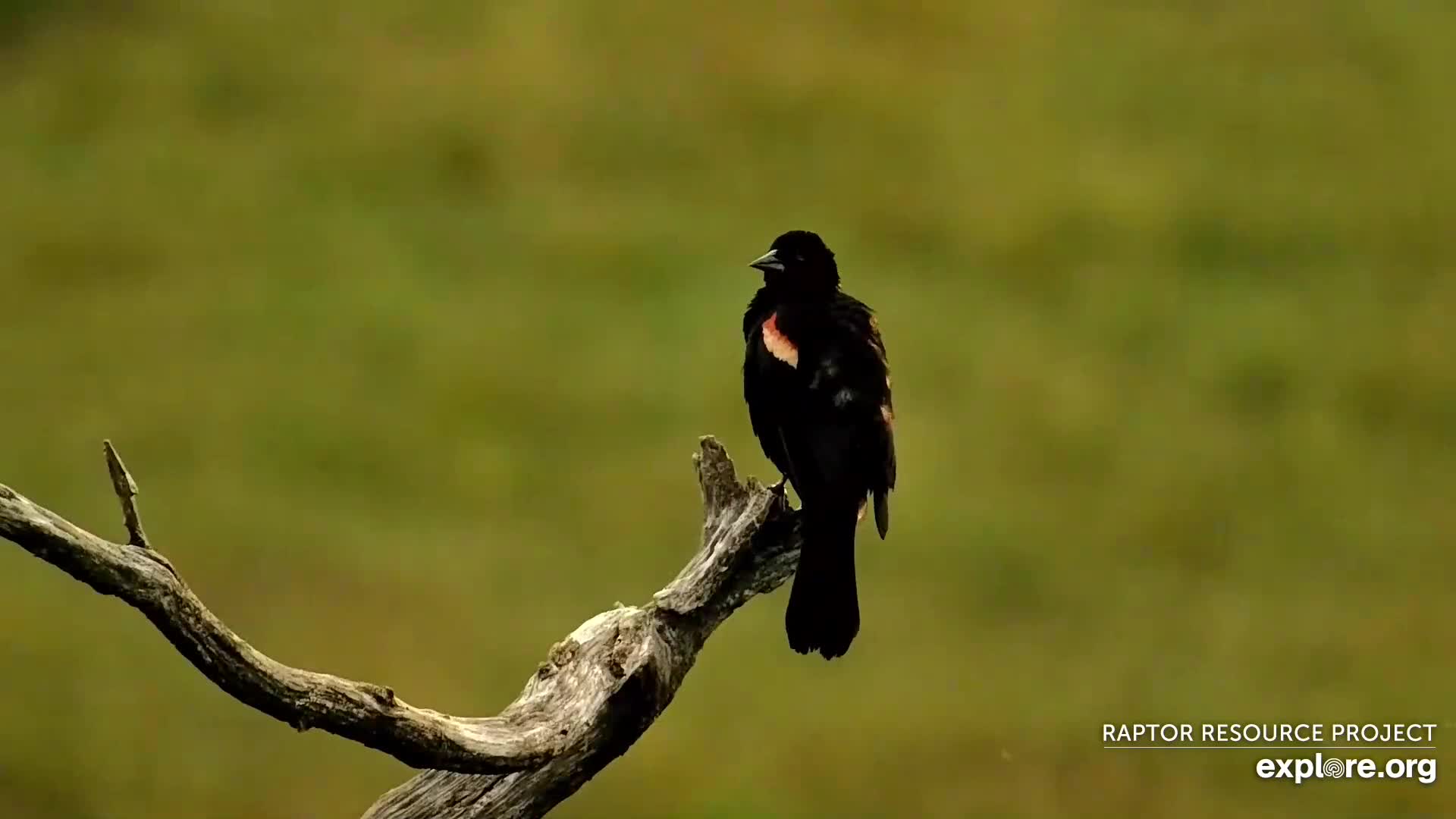 Decorah North Eagles Snapshot taken by LaughingLisa | Explore.org