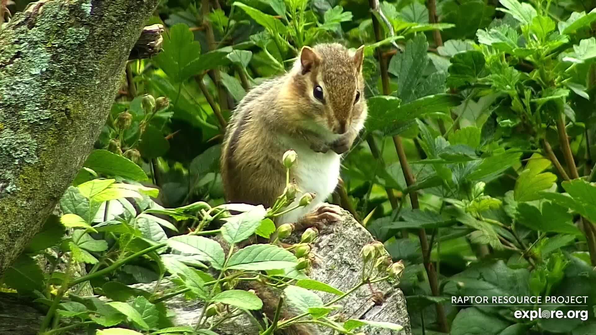 Decorah North Eagles Snapshot taken by Ohiya1 | Explore.org