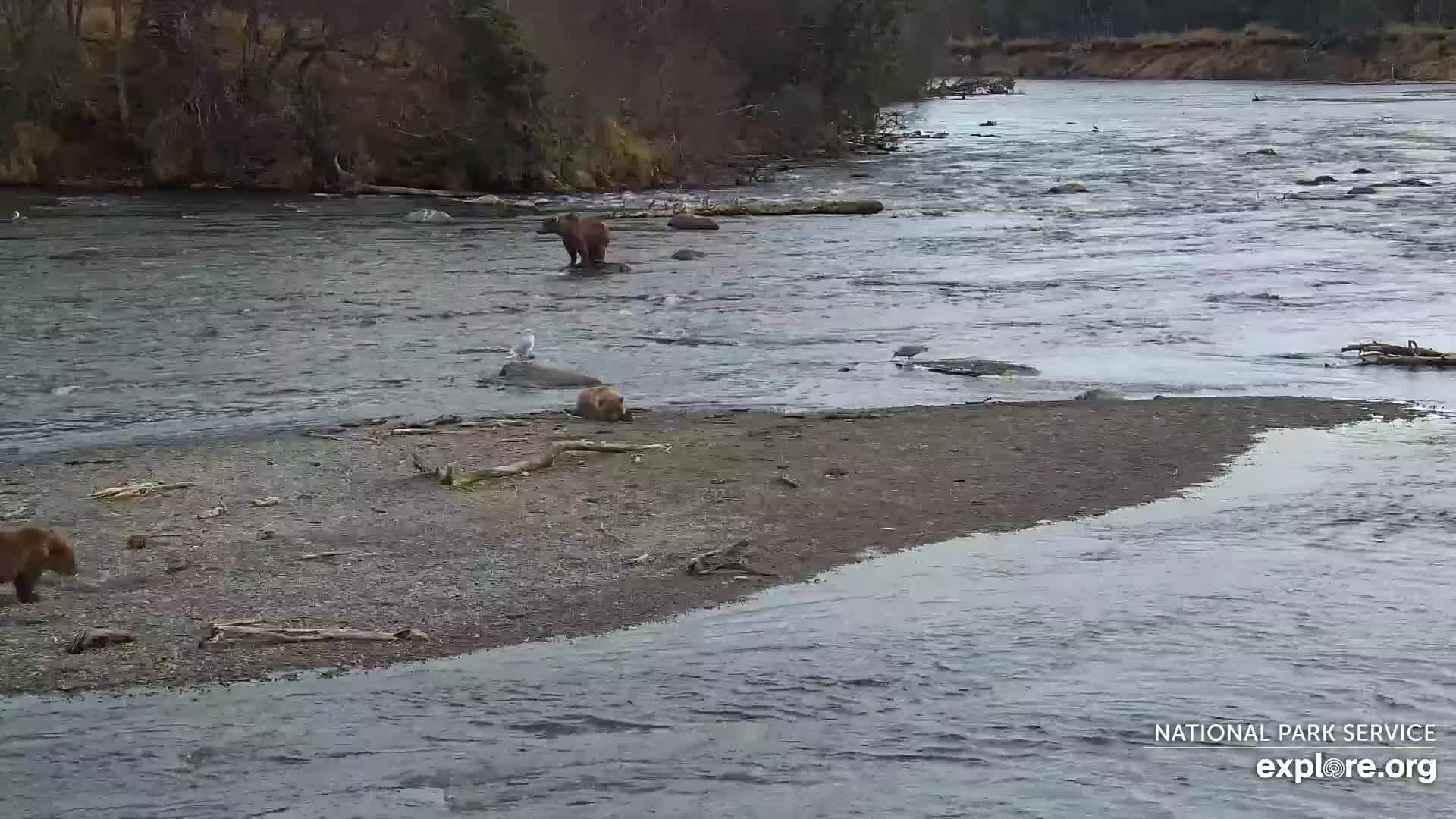 Disqus - Brown Bear Cam - Kat's River View, Katmai National Park ...